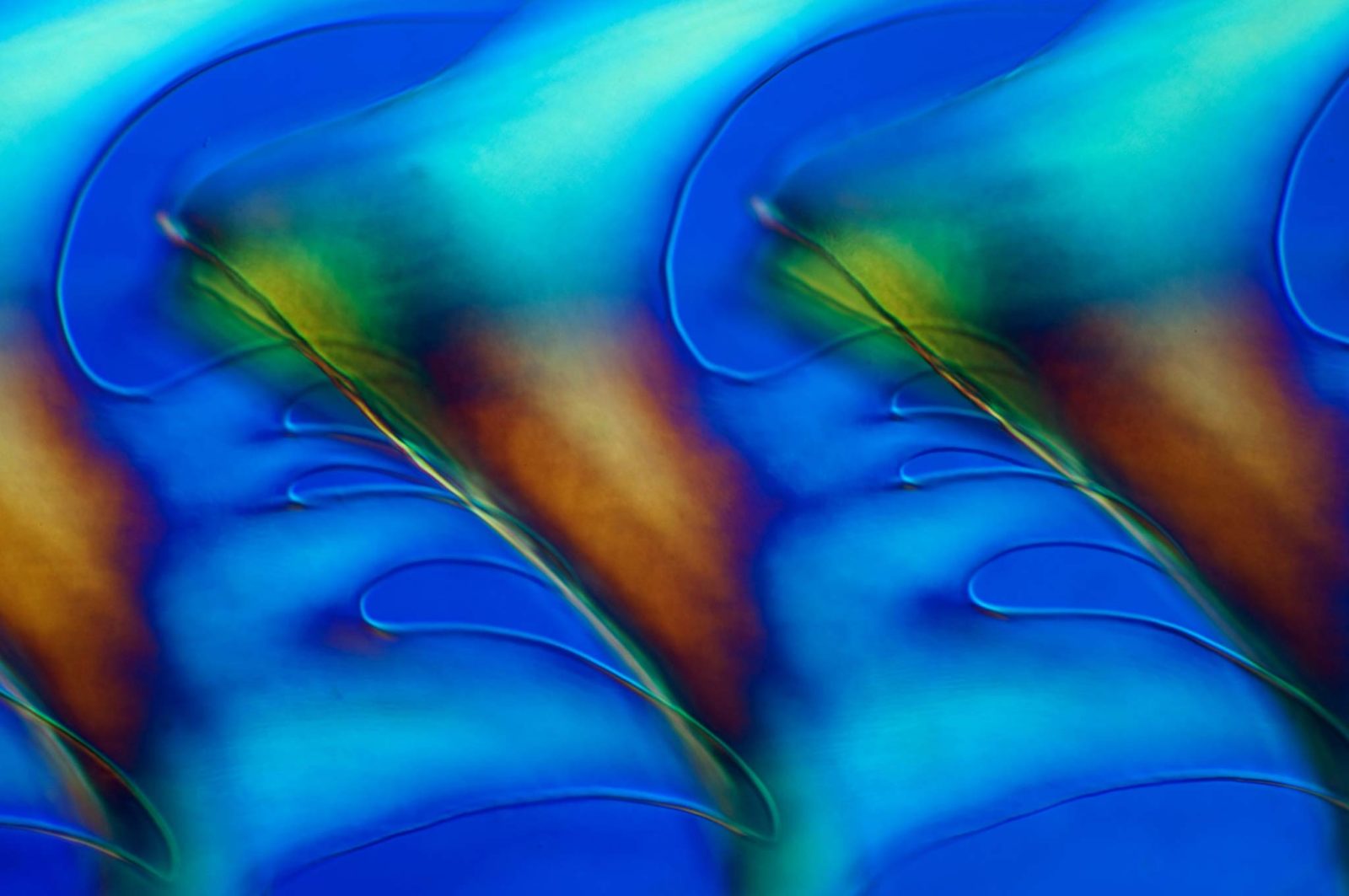 Antique slide featuring whelk (snail) radula | Nikon Small World