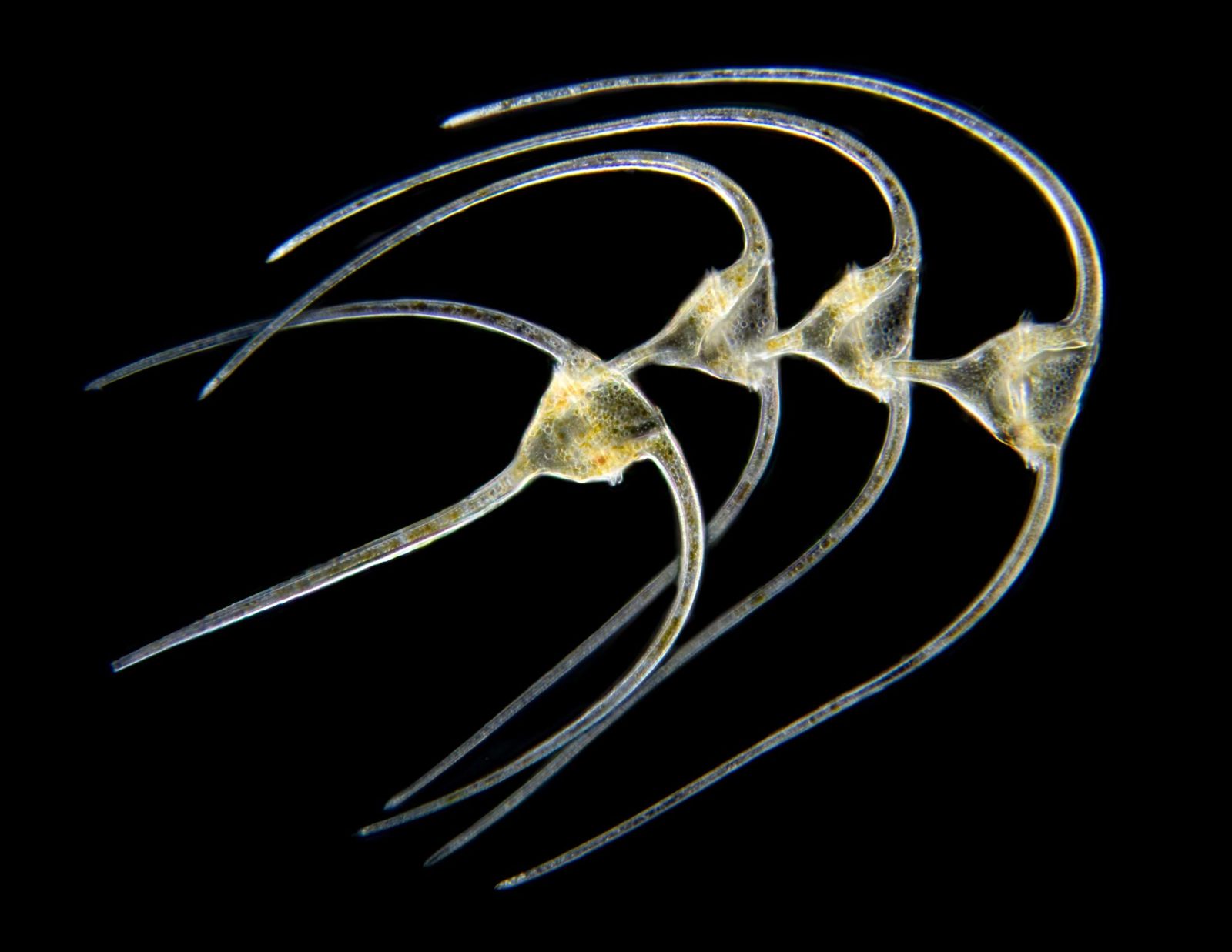 Ceratium sp. (dinoflagellate), living specimen | Nikon Small World