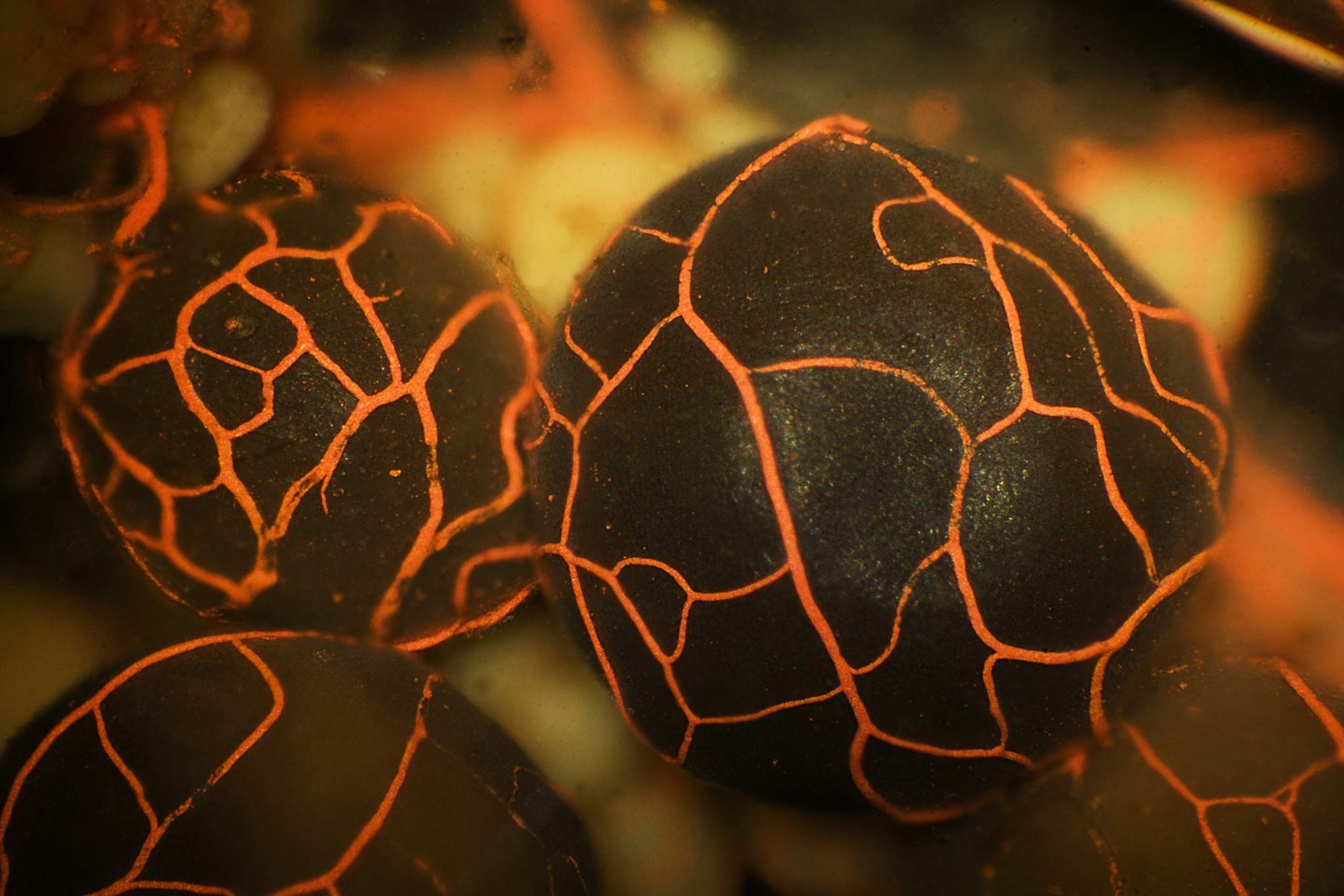 Toad ova injected, mounted in lacto-phenol | Nikon Small World