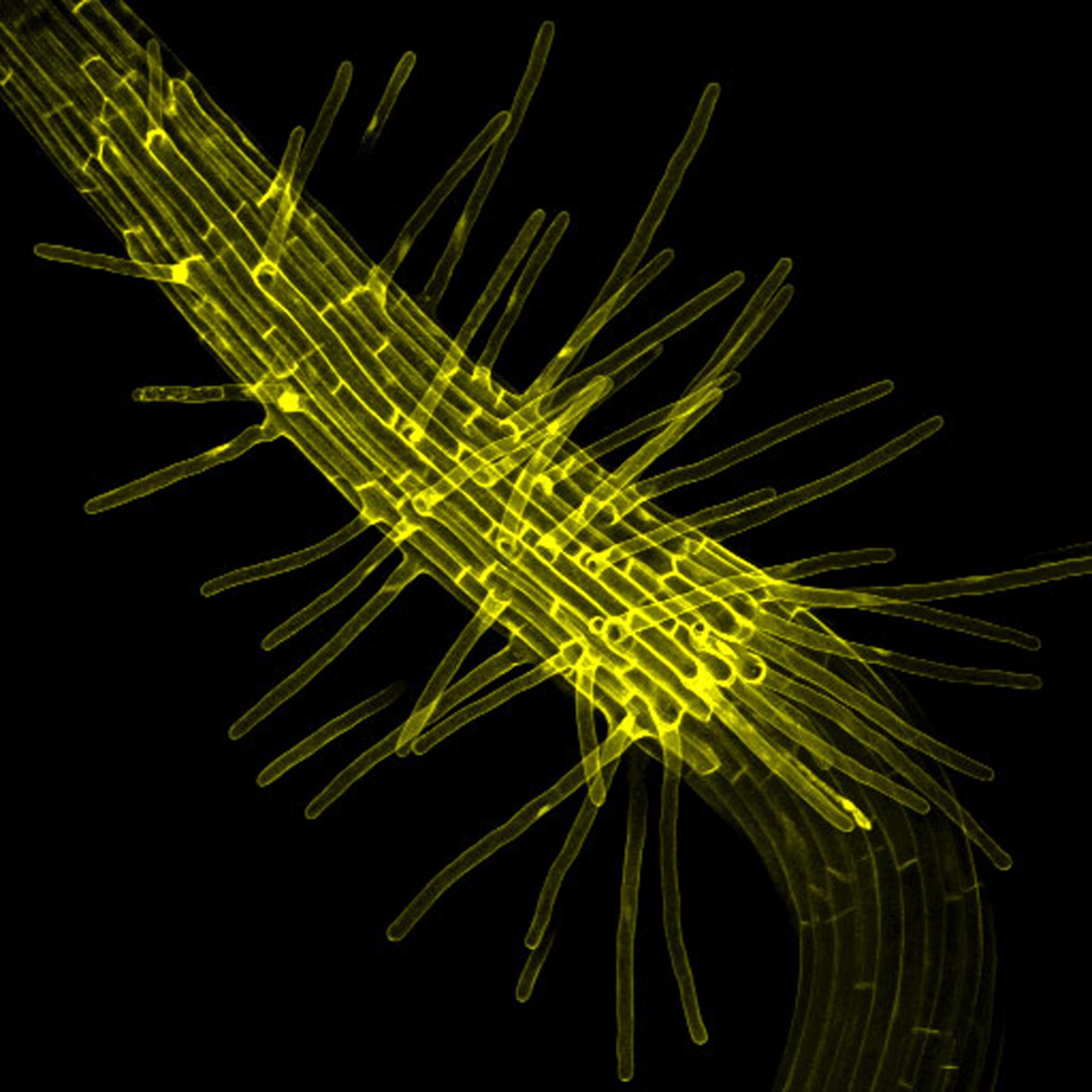 Root hairs on the plant Arabidopsis thaliana (thale cress) | Nikon ...