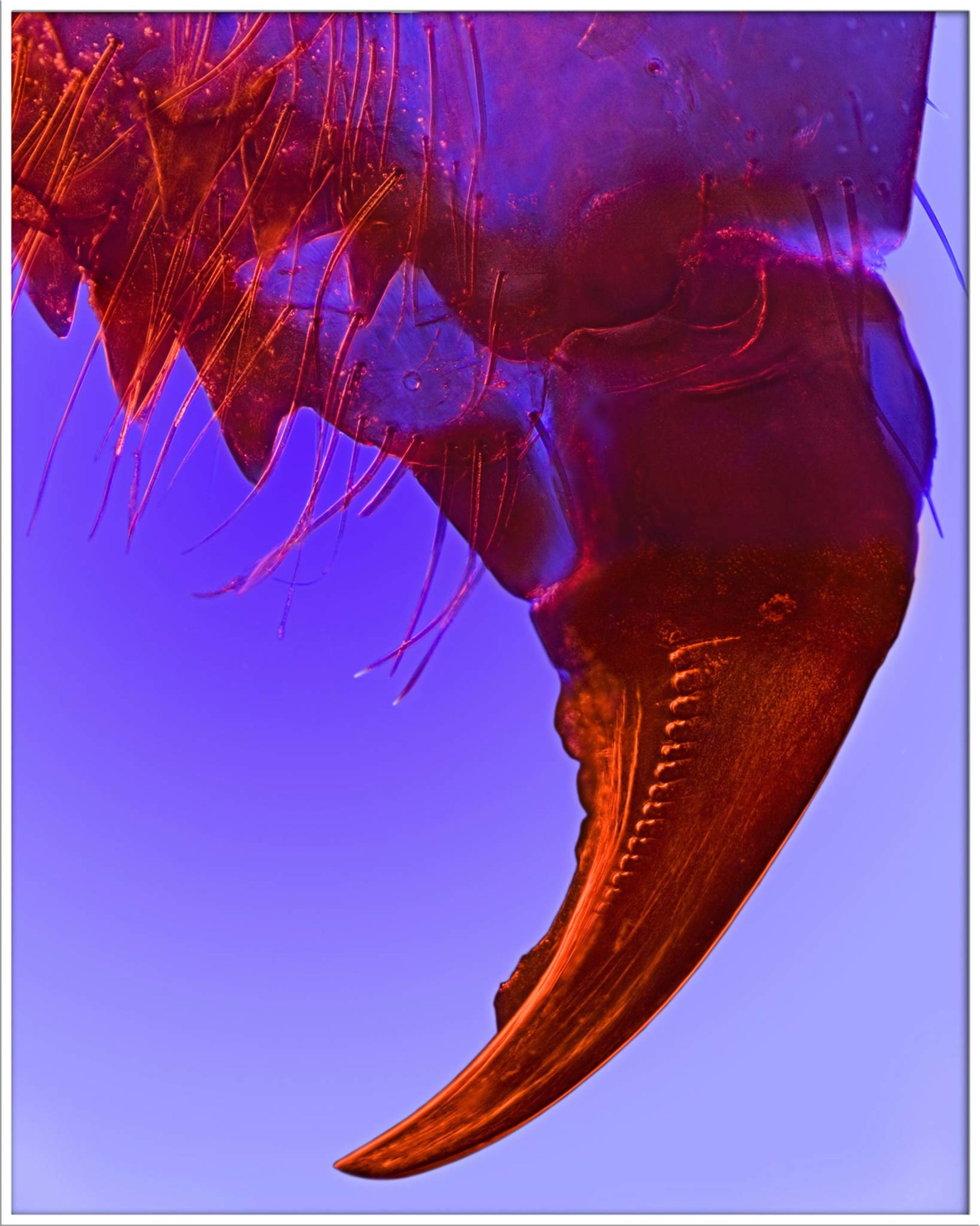 Portion of spider mandible | Nikon Small World