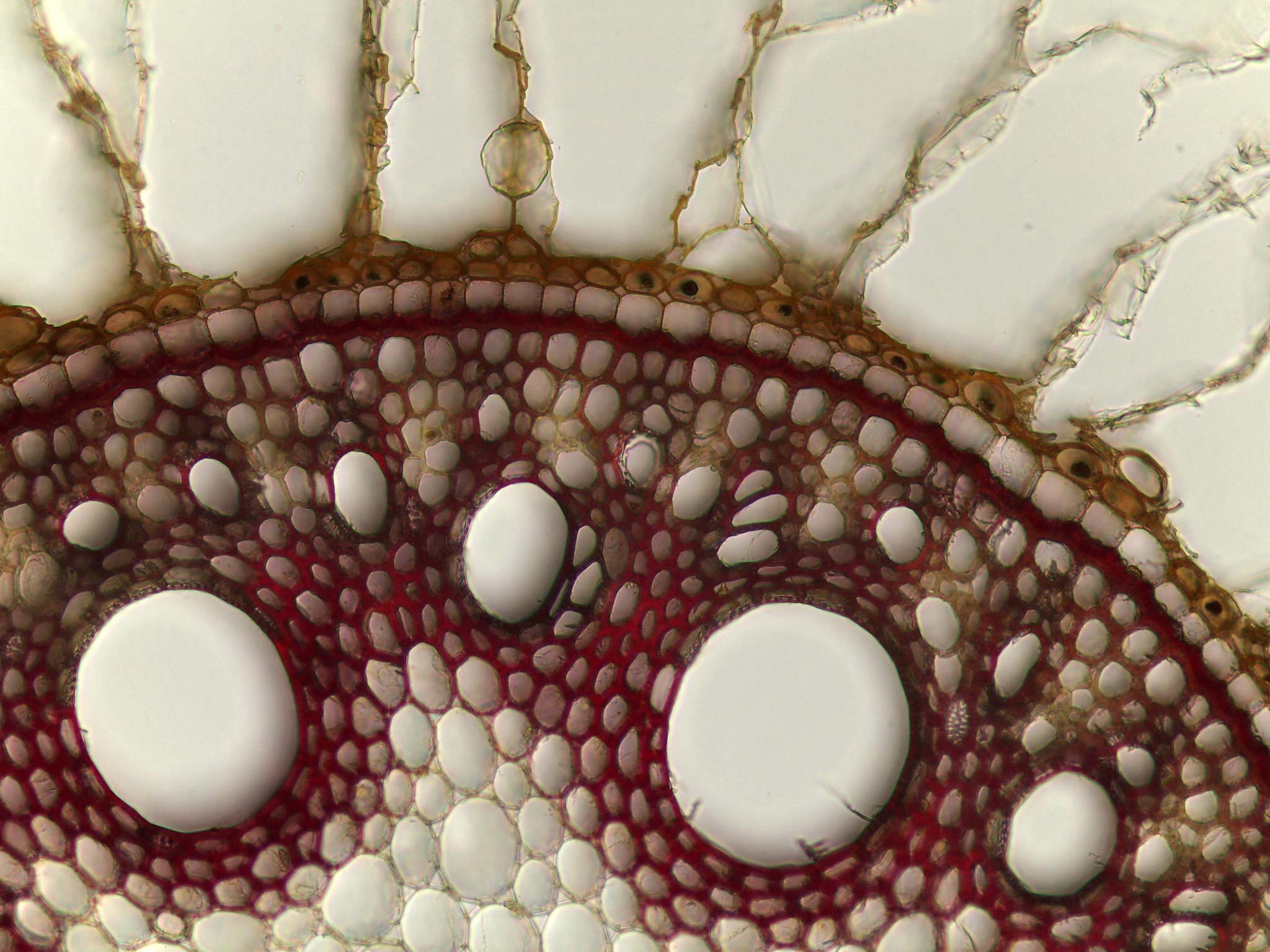 Sugarcane root cross section | Nikon Small World