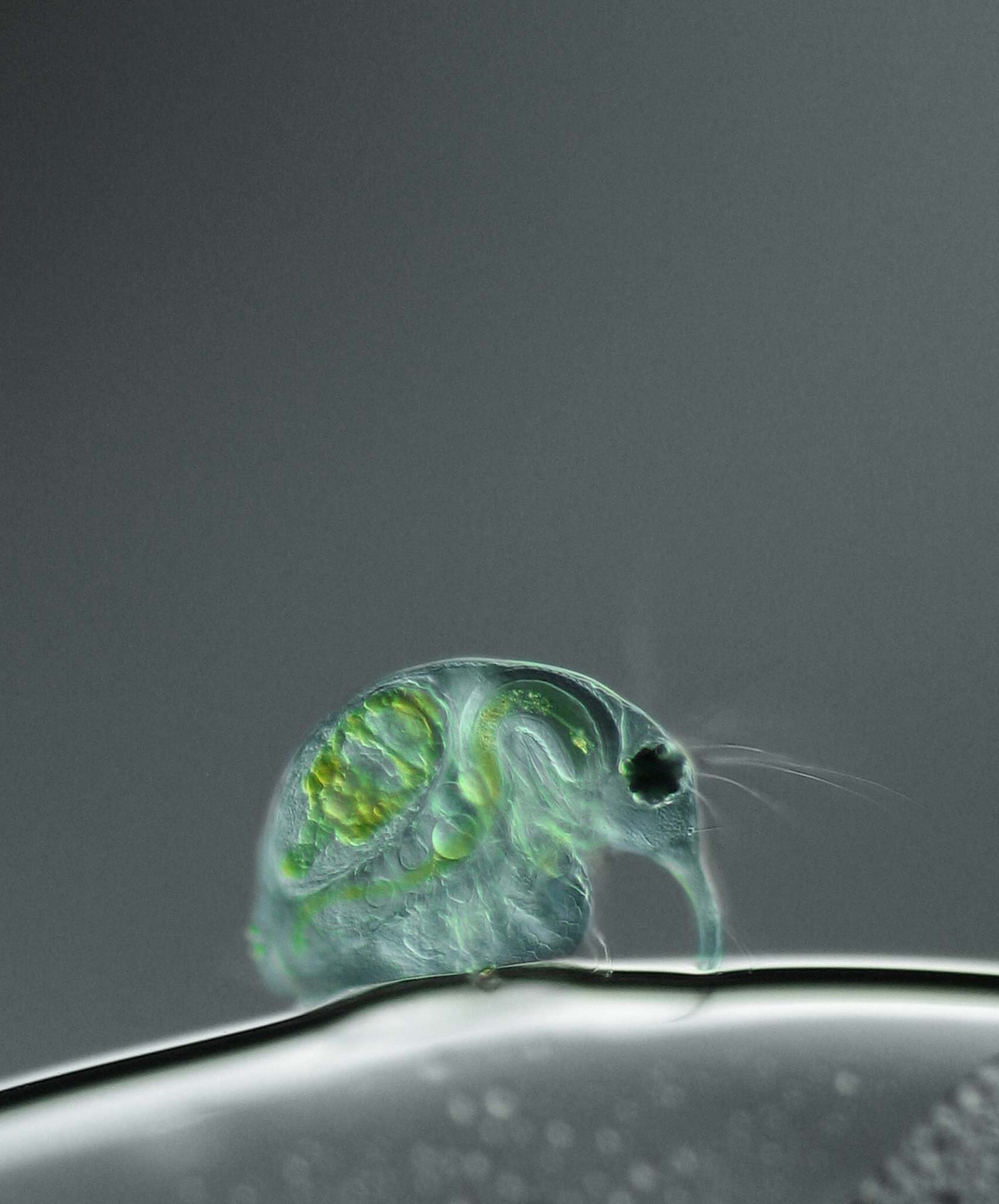Daphnia magna (freshwater flea) | Nikon Small World