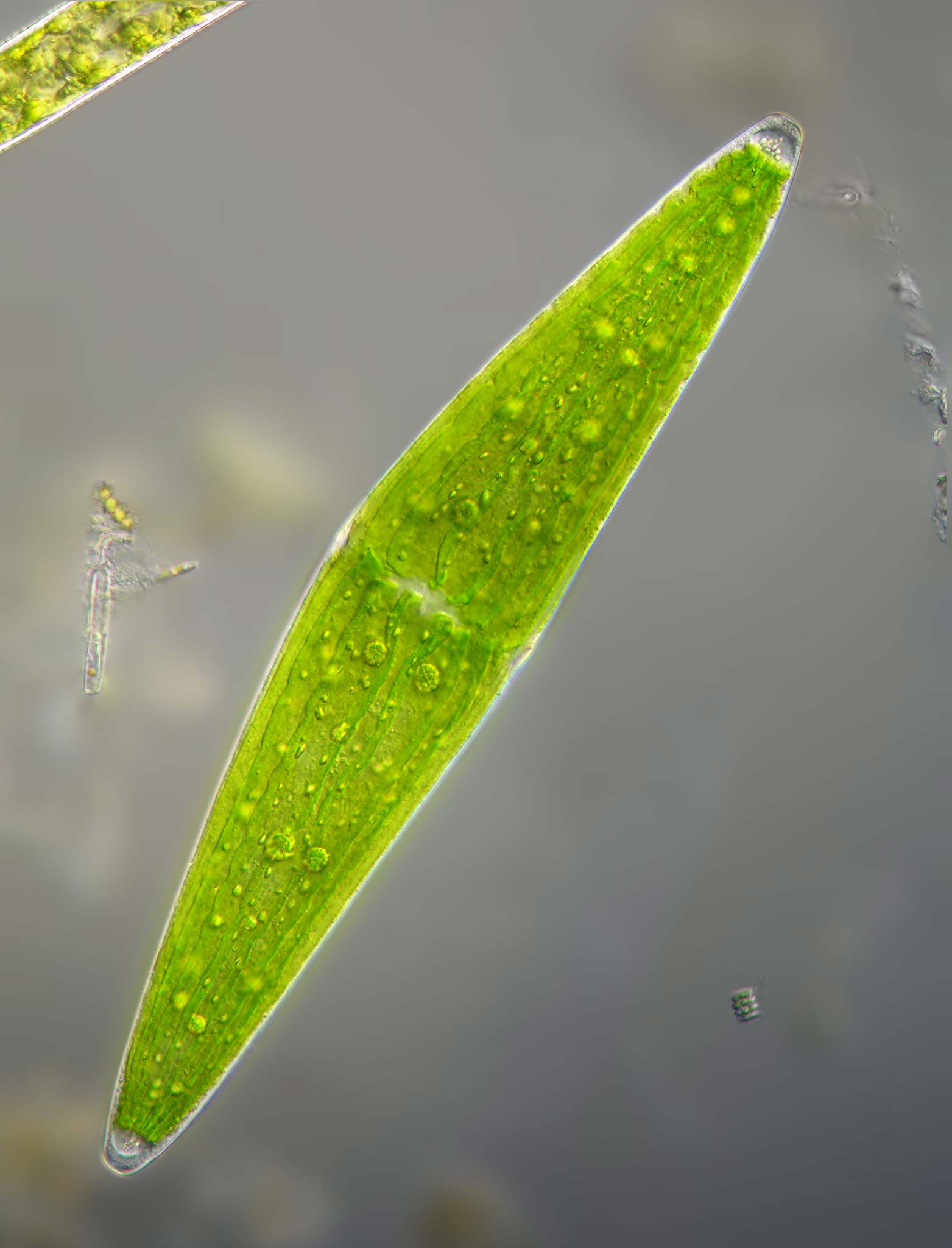 Closterium lunula (green alga), living specimen from a bog pond | Nikon ...