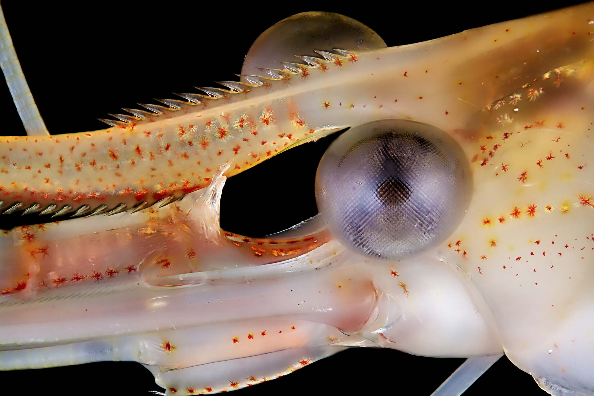 Freshwater shrimp eye and head | Nikon Small World