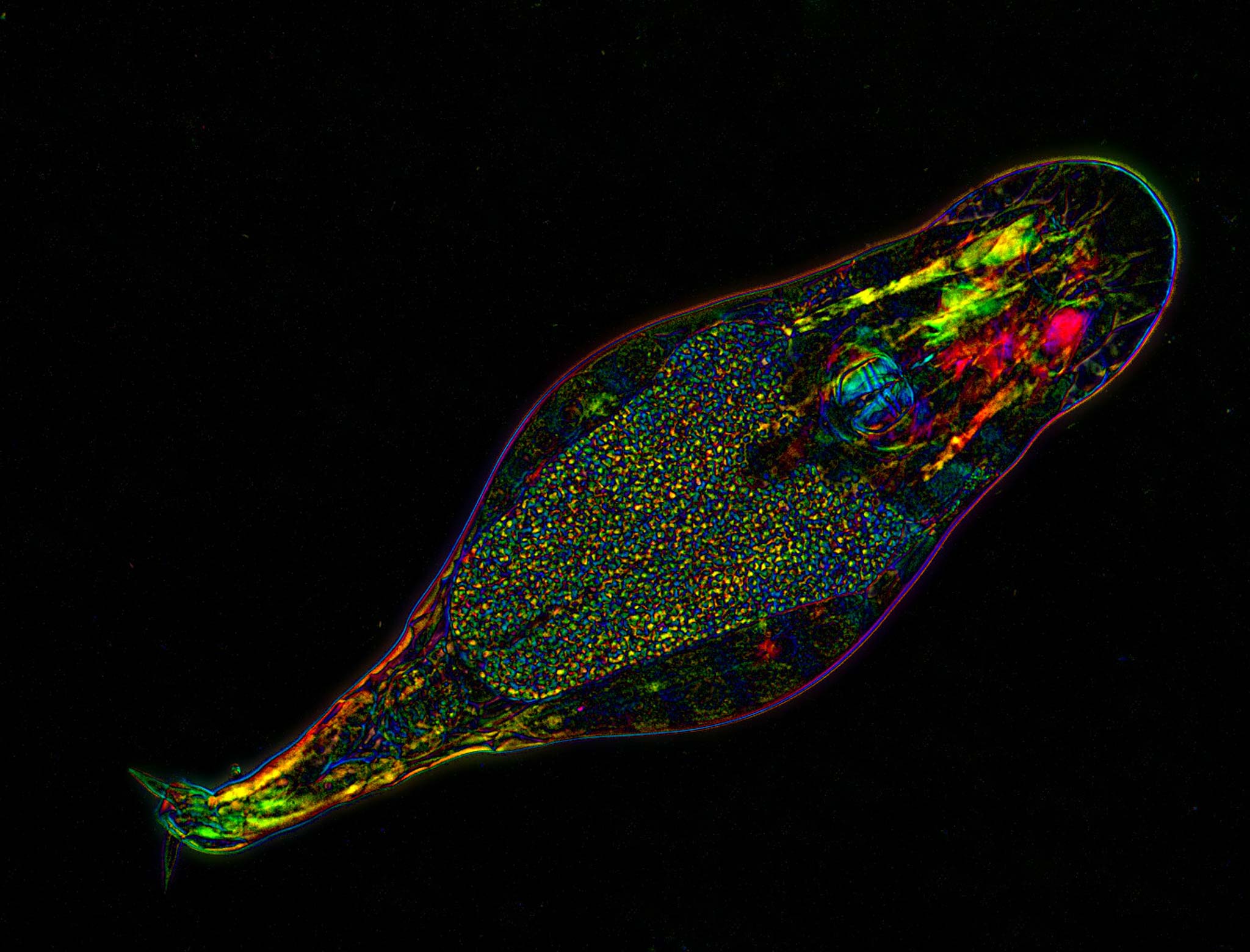 Philodina roseola (bdelloid rotifer), live specimen | Nikon Small World