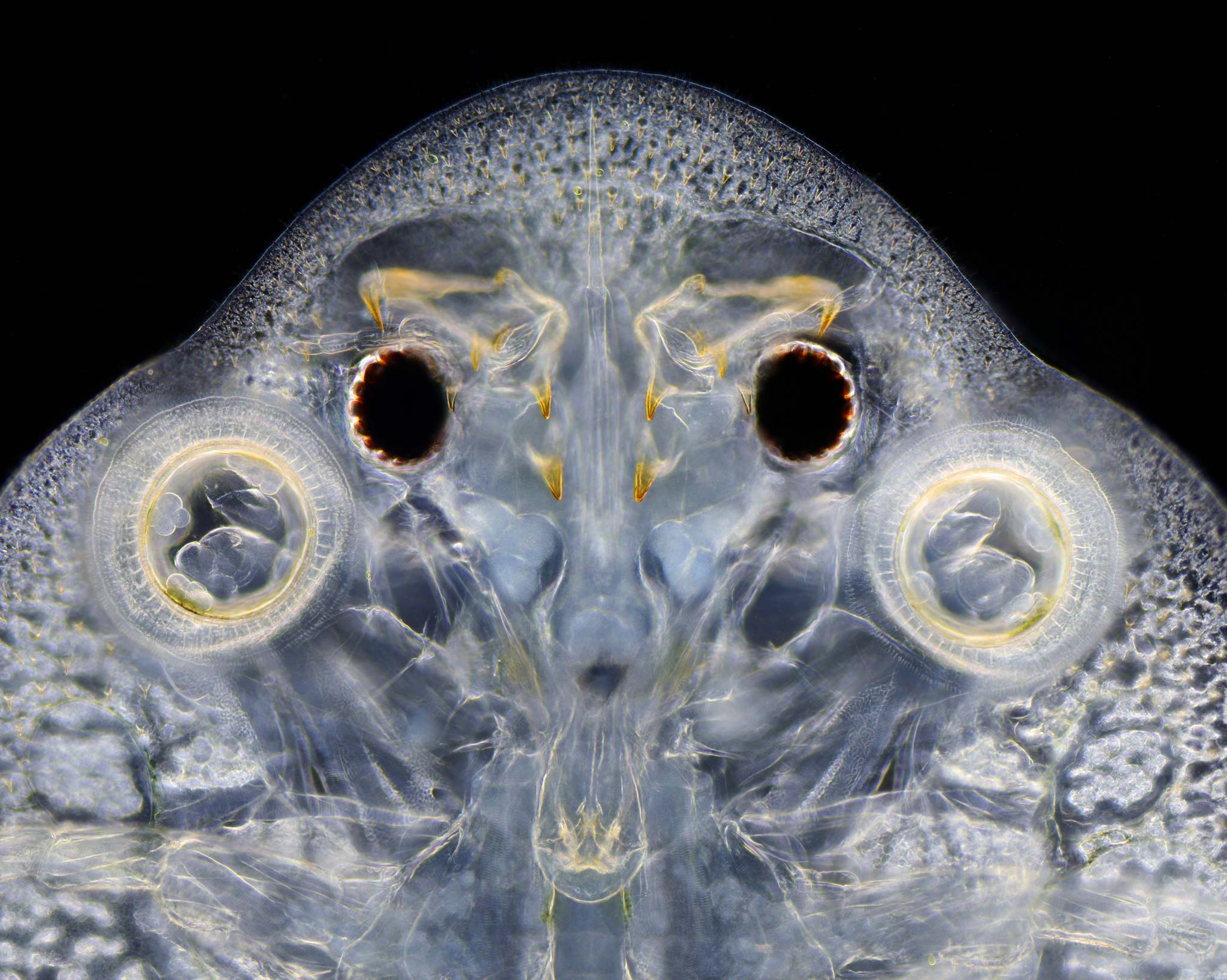 Argulus (fish louse) | Nikon Small World