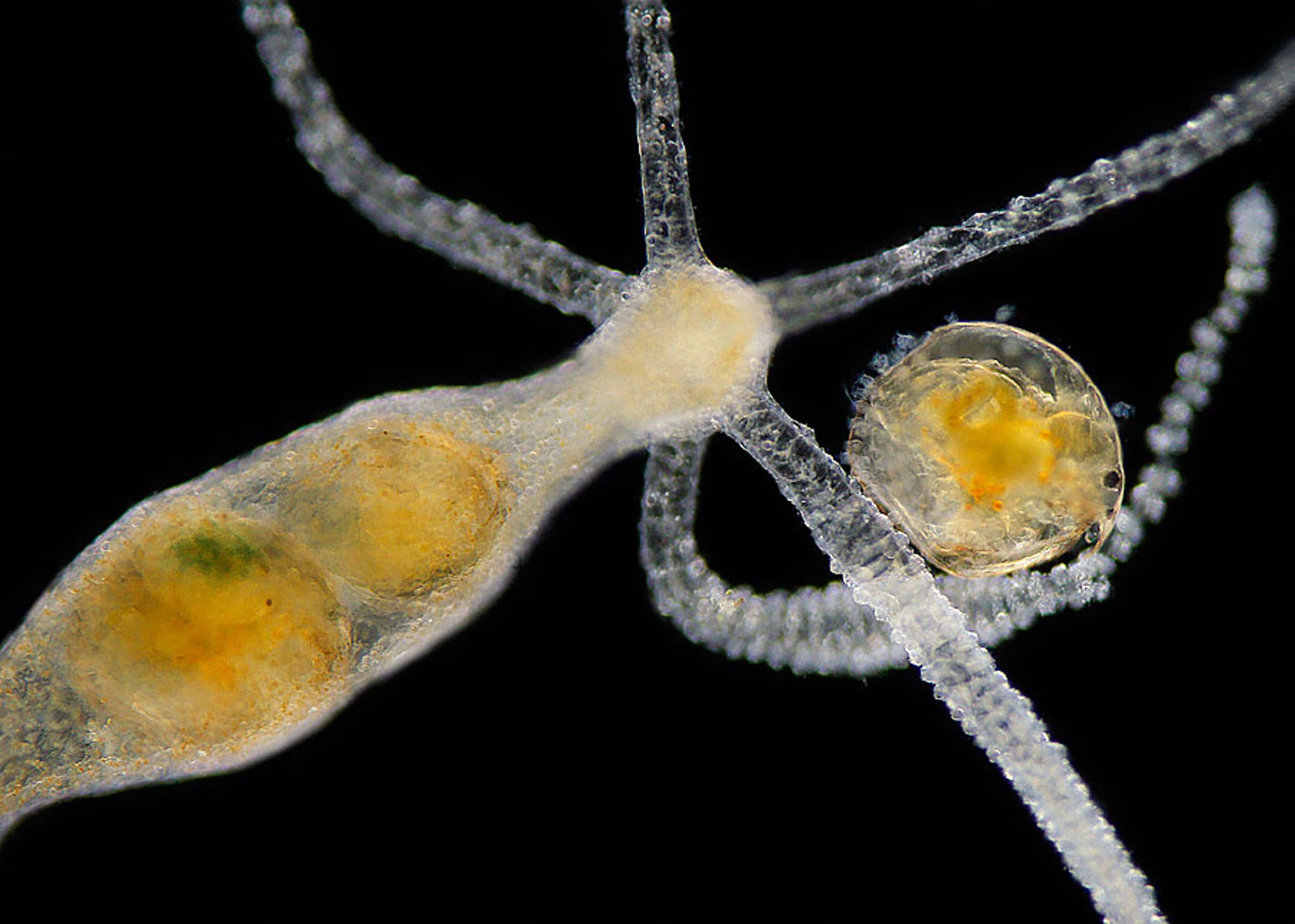 Hydra sp. capturing water flea | Nikon Small World