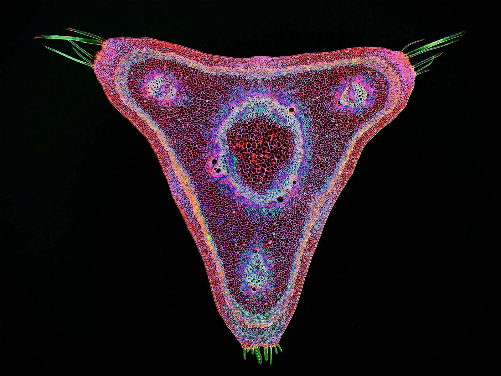 Curare vine in cross-section, Chondrodendron tomentosum | Nikon Small World