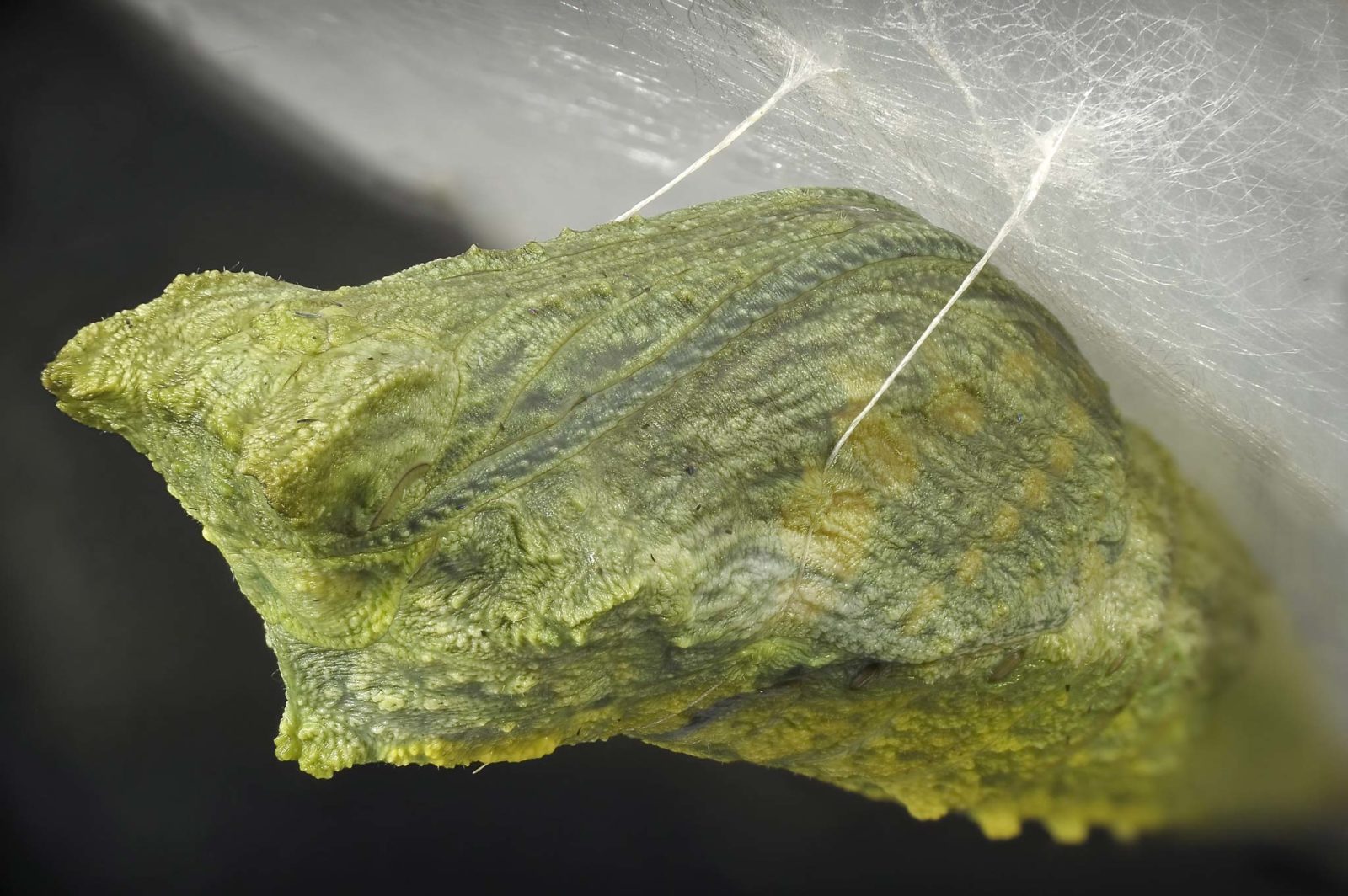 Swallowtail butterfly (family Papilionidae) pupal stage chrysalis ...