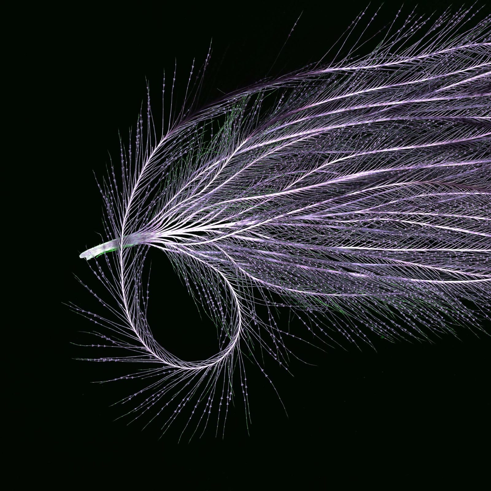 Down feather, whole mount | Nikon Small World