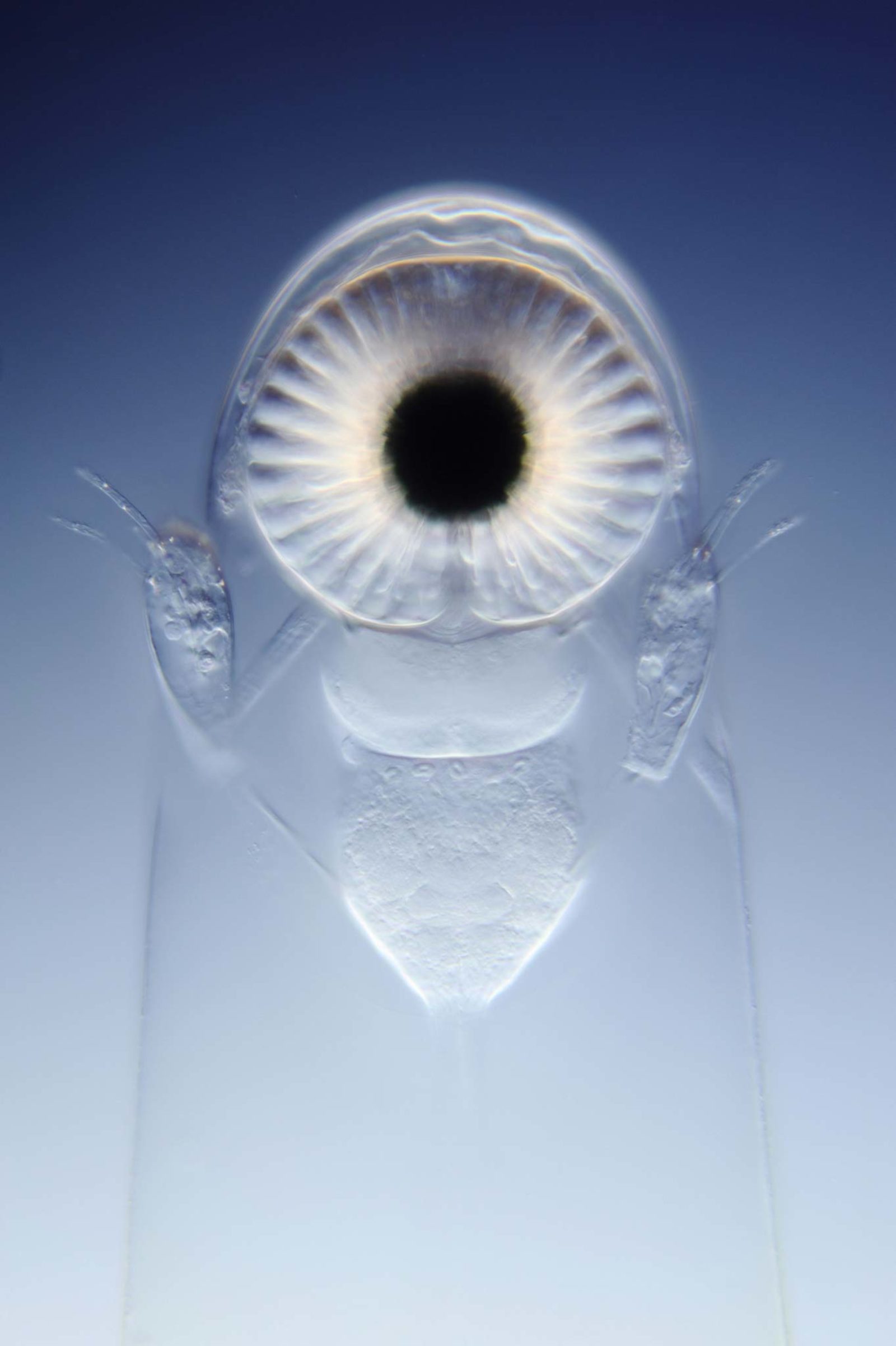 Leptodora kindtii (giant waterflea) eye; living specimen | Nikon Small ...
