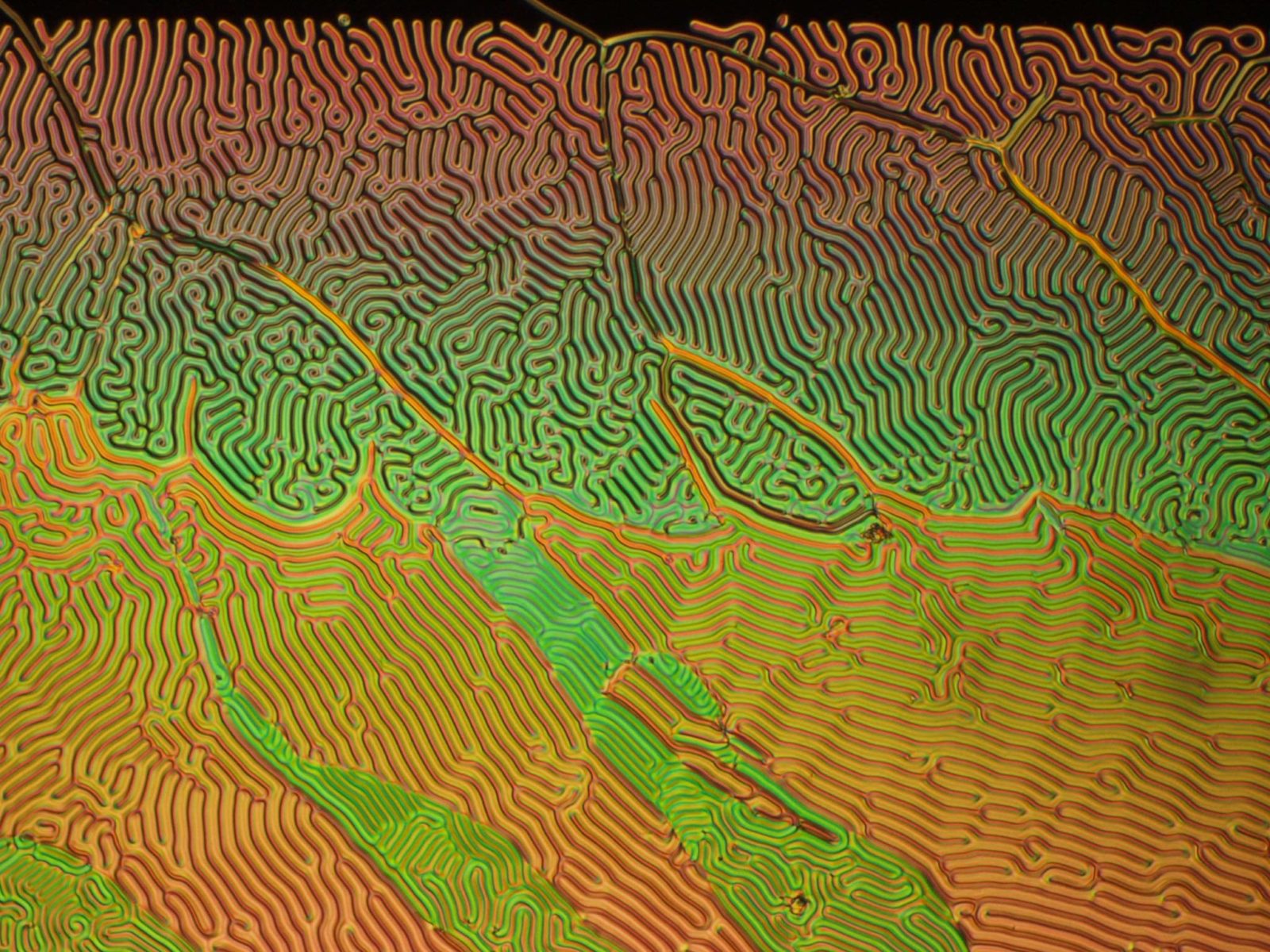 Fingerprint texture of cholesteric liquid crystal in a wedge cell. 5CB ...