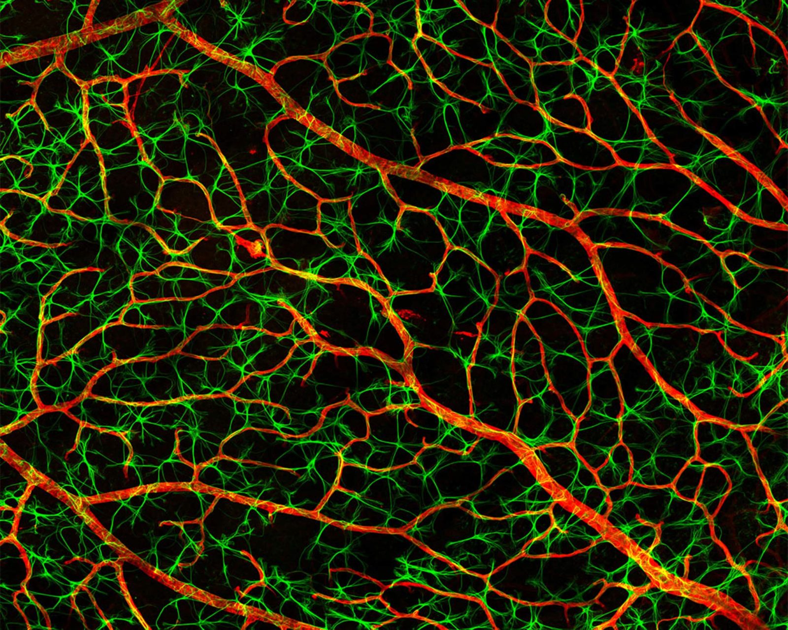 Flatmount of astrocytes in the nerve fiber layer of the mouse retina ...