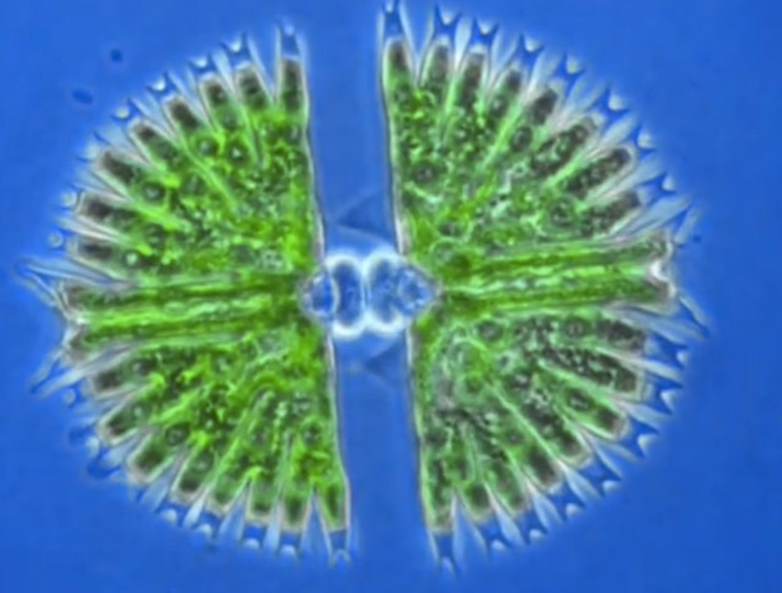 Micrasterias sp. (desmid) dividing (Non dividing cells measure about ...