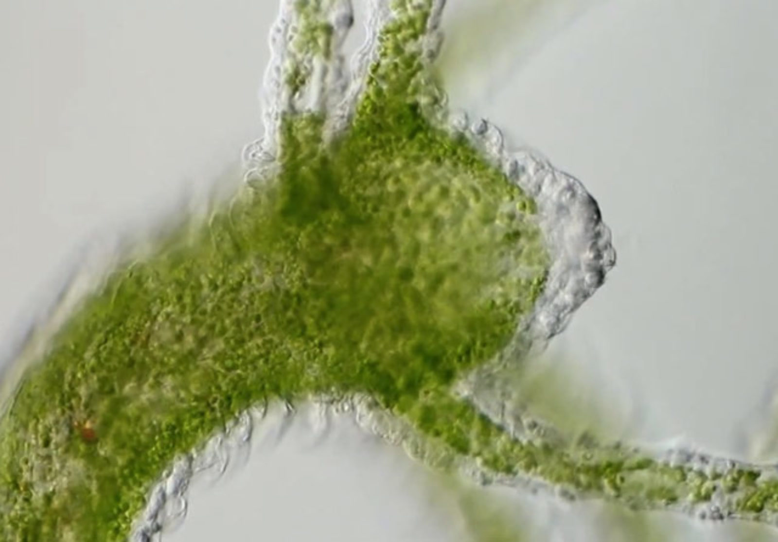 Hydra viridis | Nikon Small World