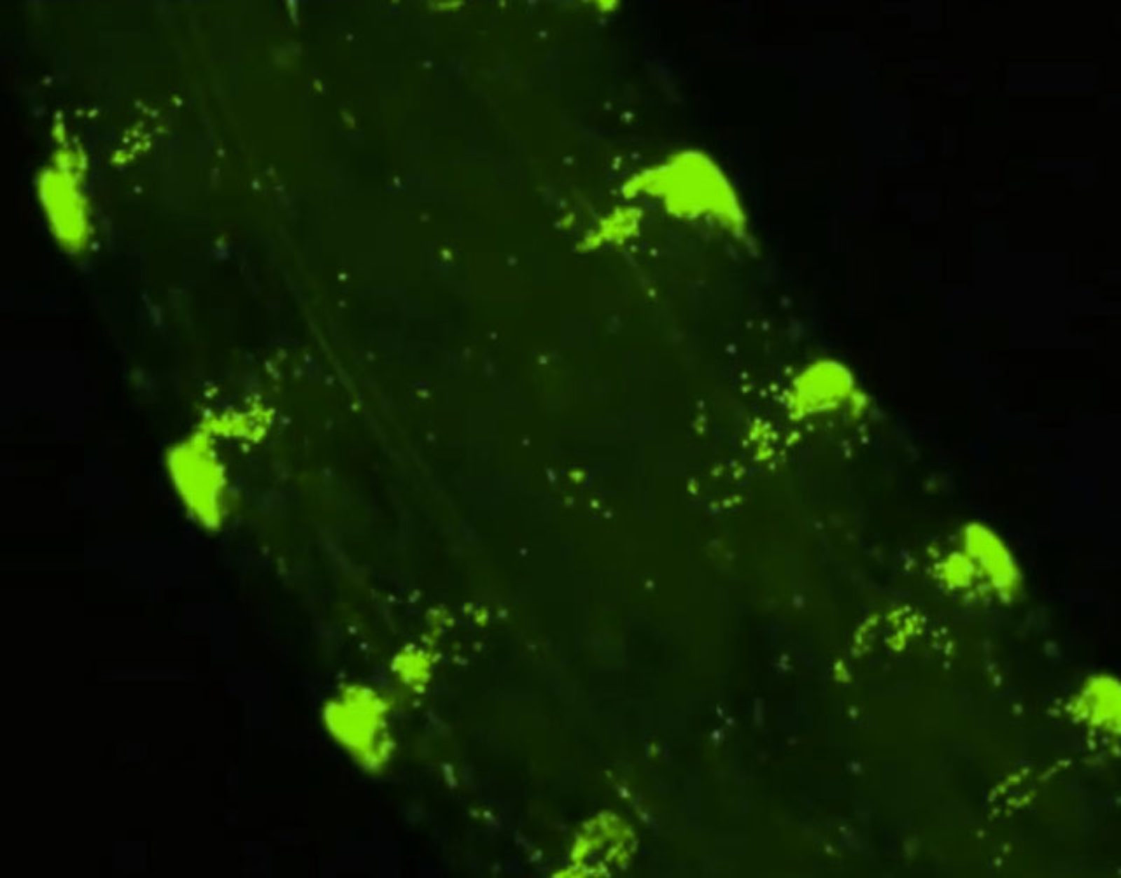 Circulating blood cells of the fruit fly larva (Drosophila melanogaster ...