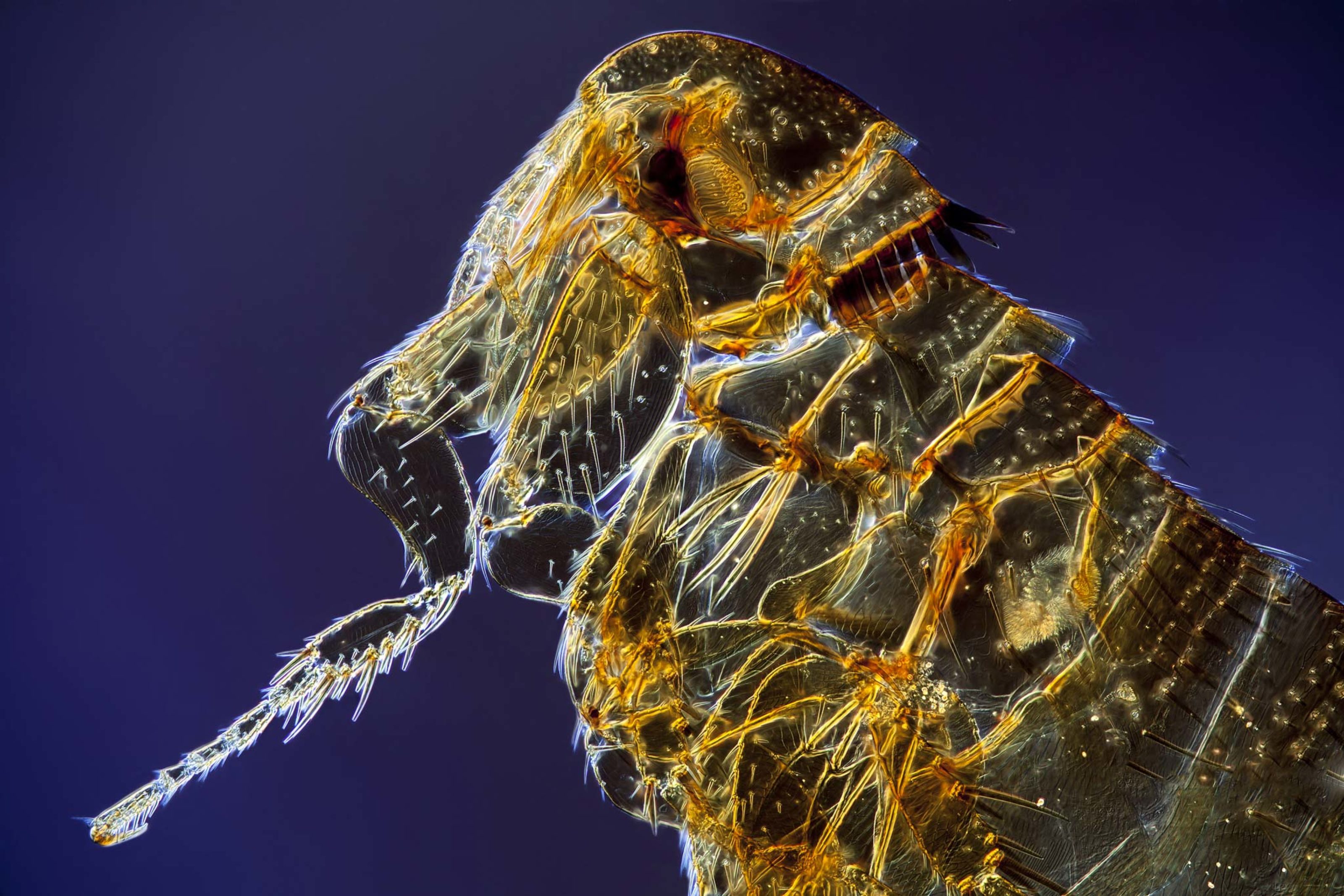 Mouse flea | Nikon Small World