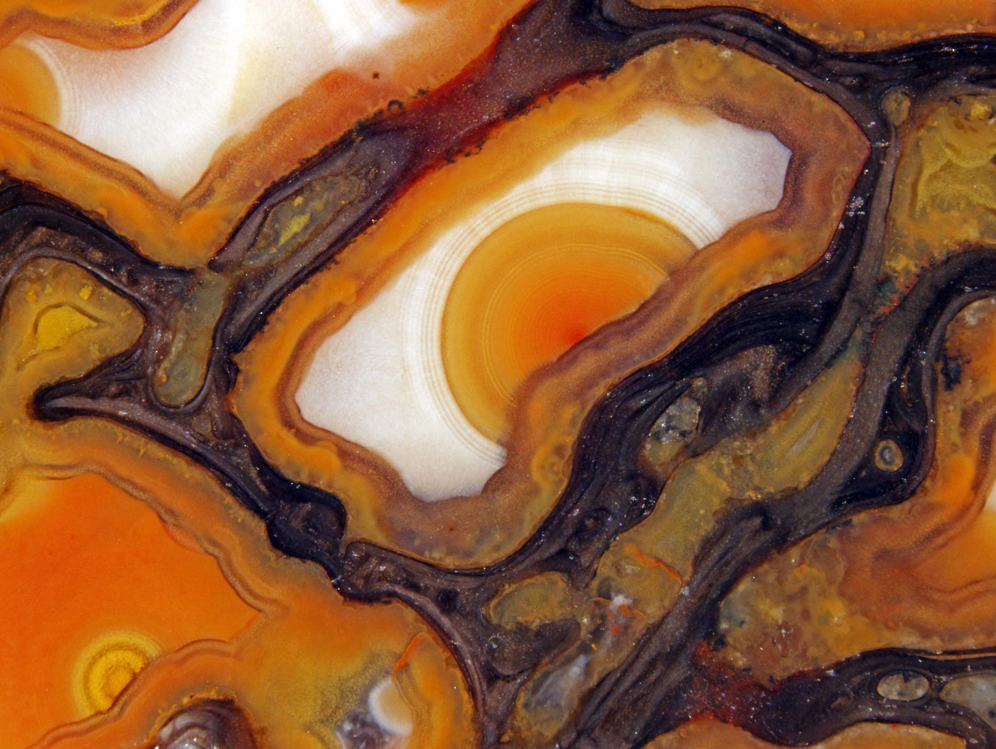 Agatized dinosaur bone cells, unpolished, ca. 150 million years old ...