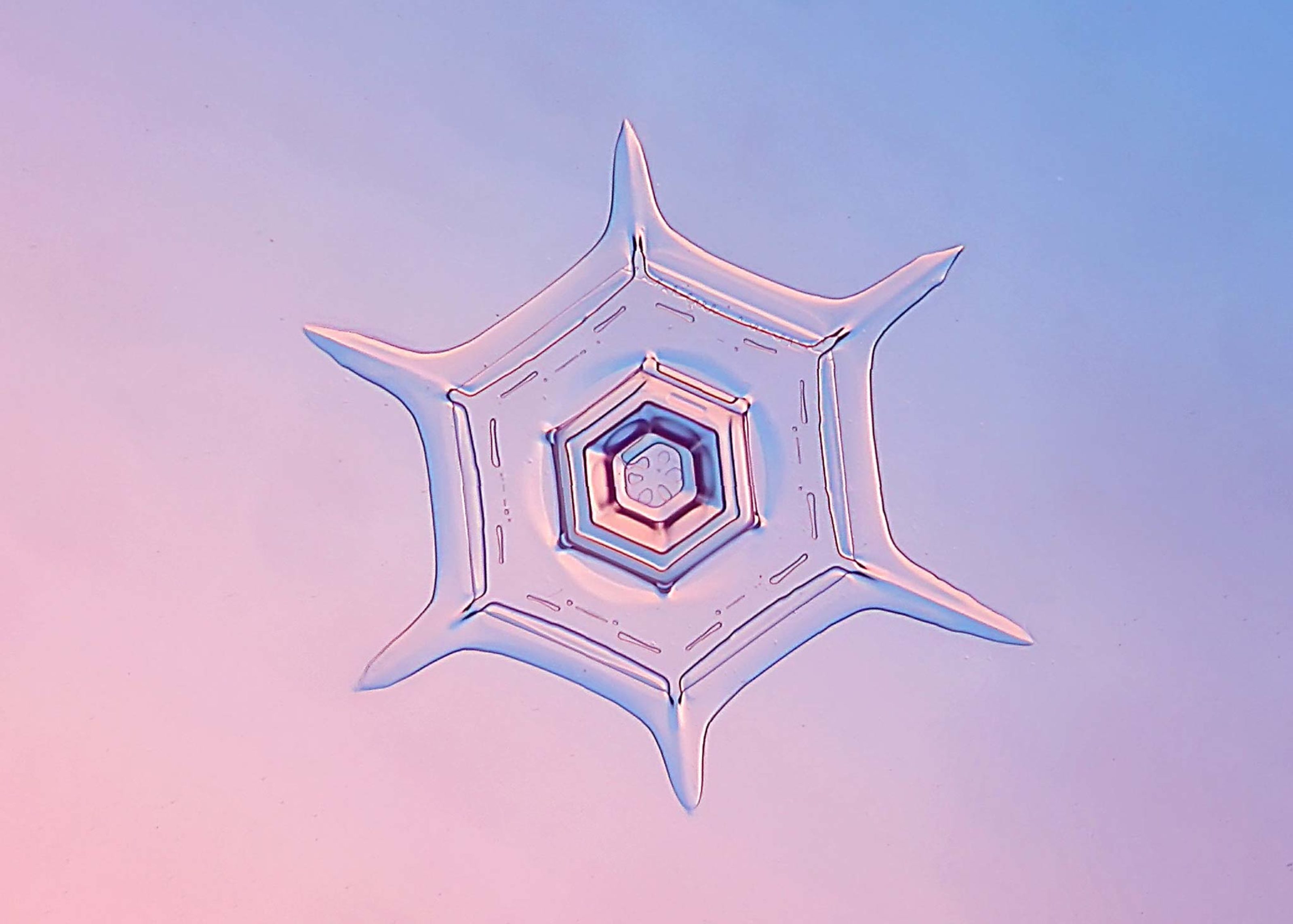 Snowflake | Nikon Small World
