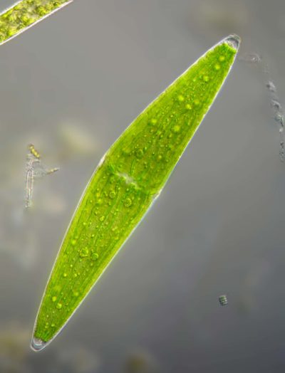 Closterium lunula (green alga), living specimen from a bog pond | Nikon ...