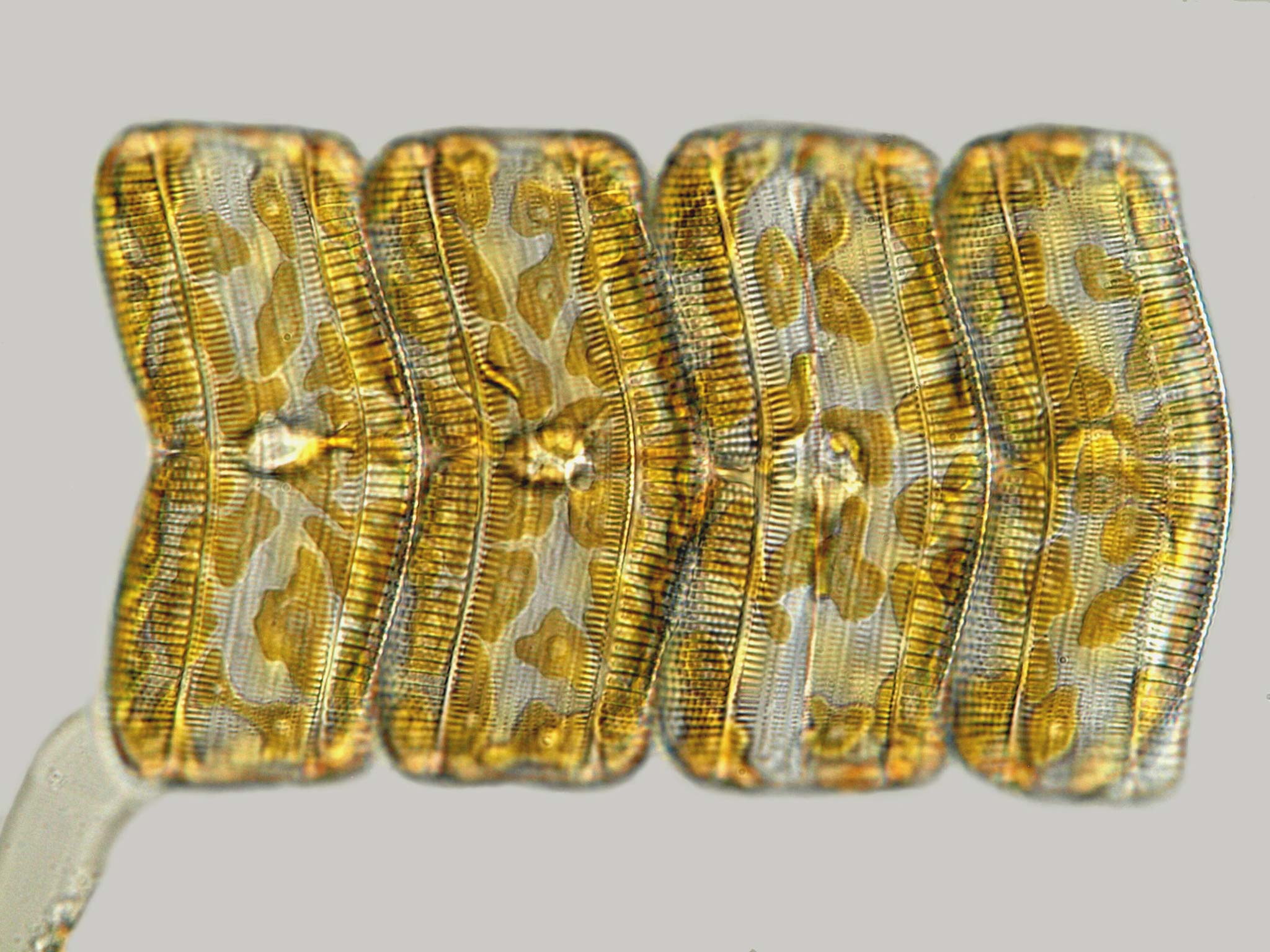 Achnanthes longipes (a diatom, Bacillariophyta) | Nikon Small World