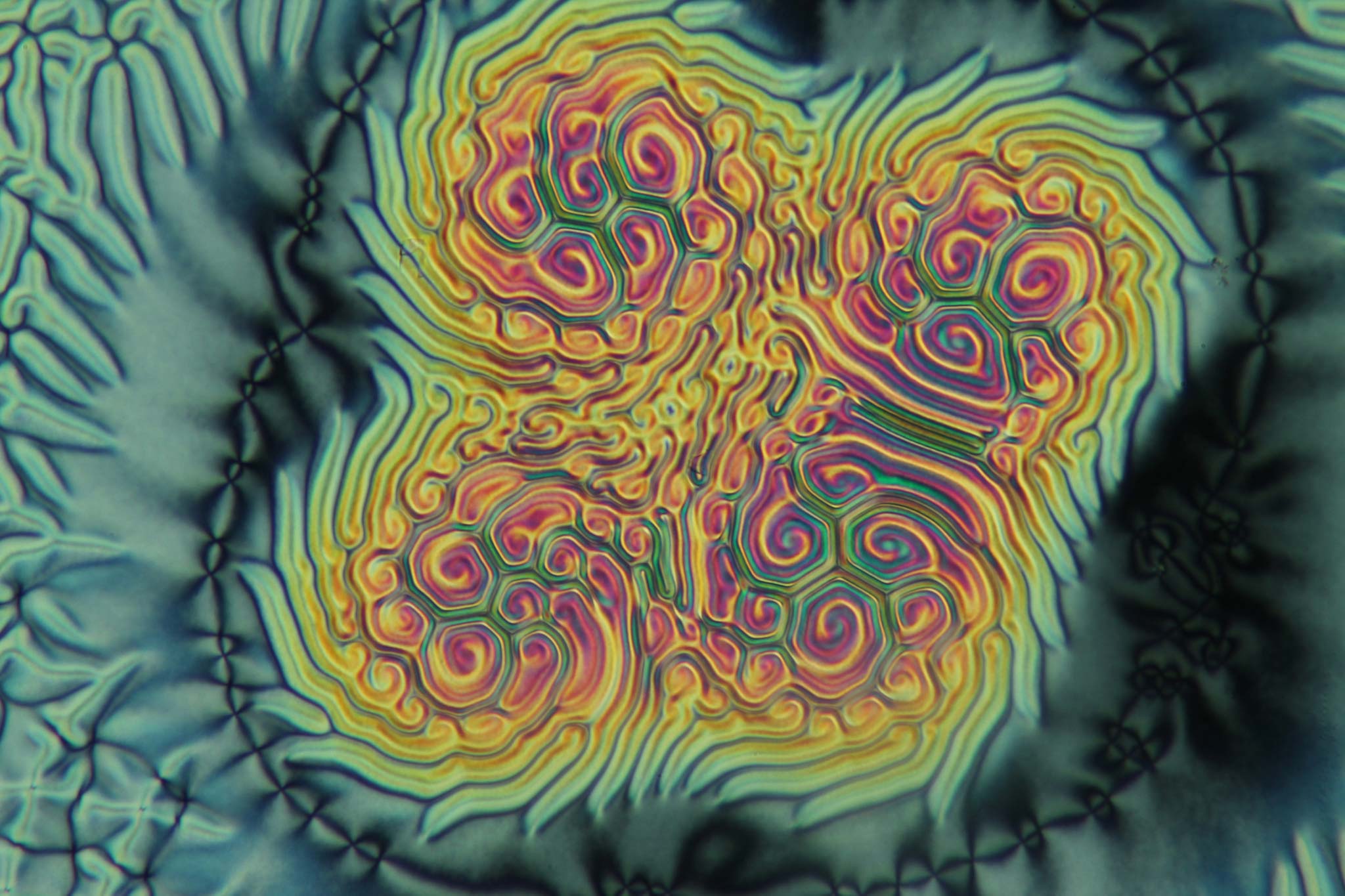 Emergence of cholesteric liquid crystal from isotropic liquid | Nikon ...