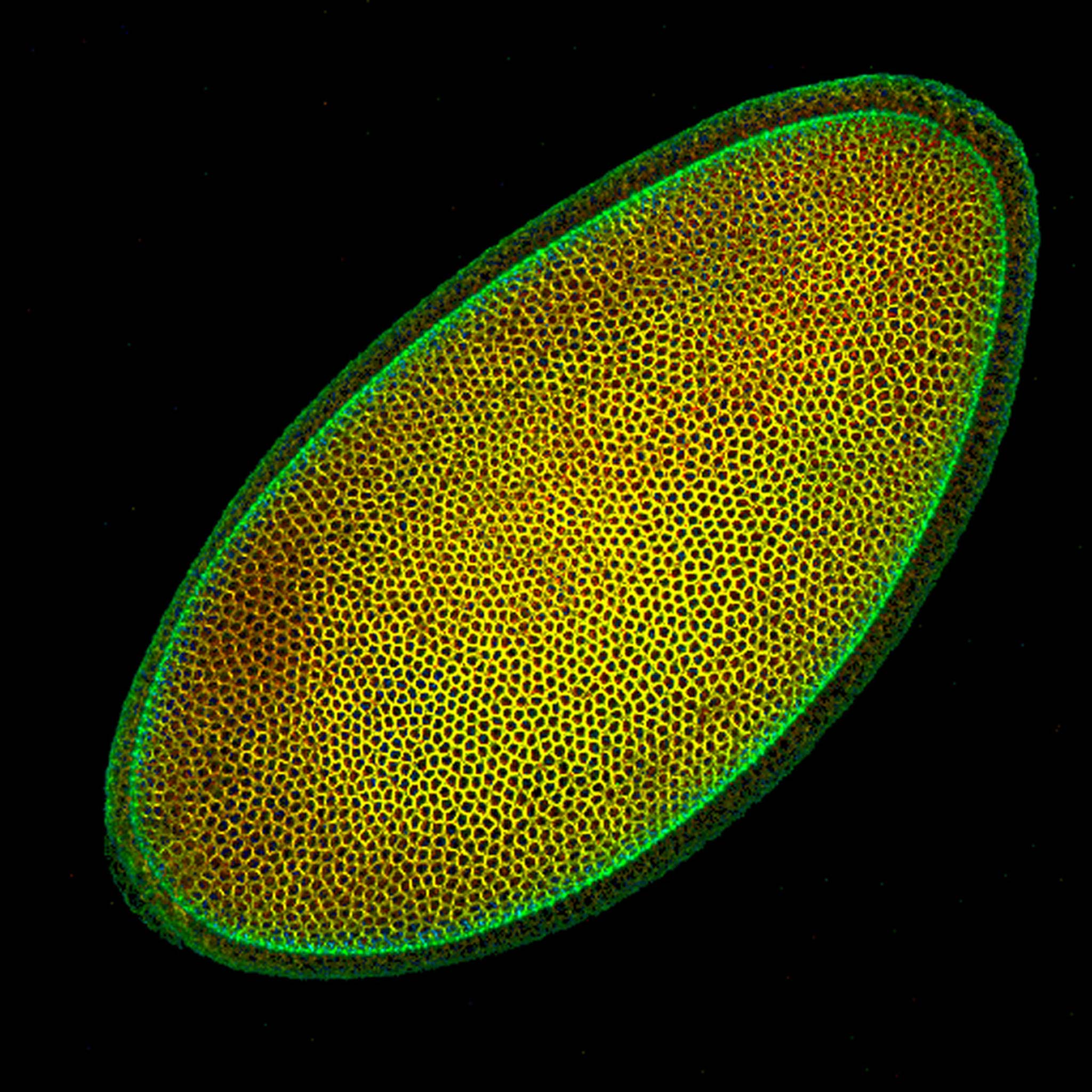 Phalloidin stained embryo of Drosophila melanogaster (fruit fly ...