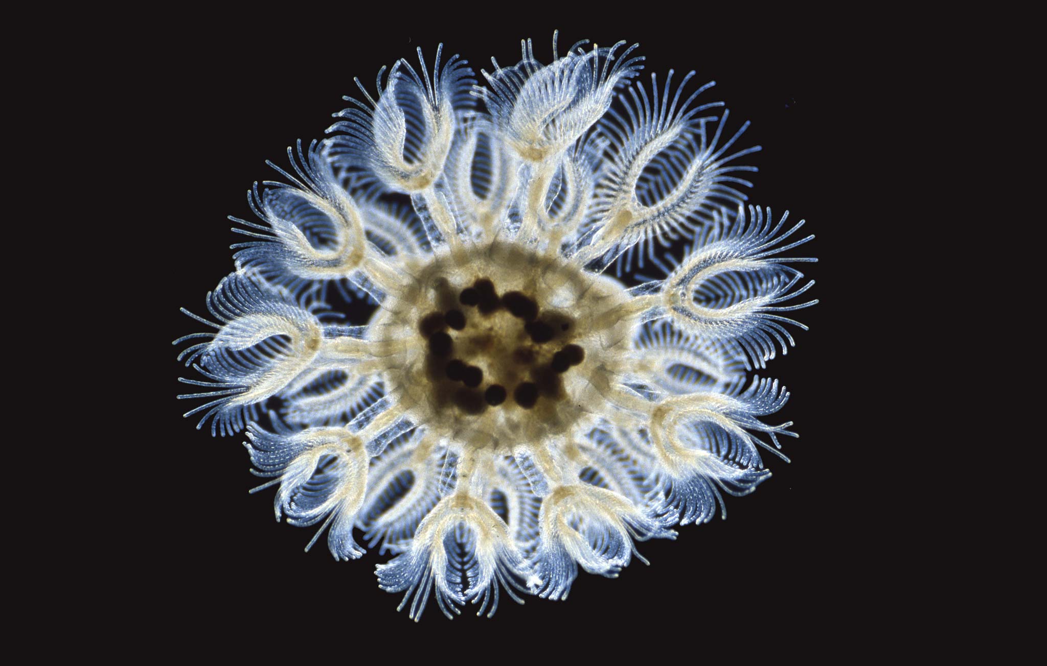 Cristatella Mucedo Freshwater Bryozoan Or Moss Animal Nikon Small World