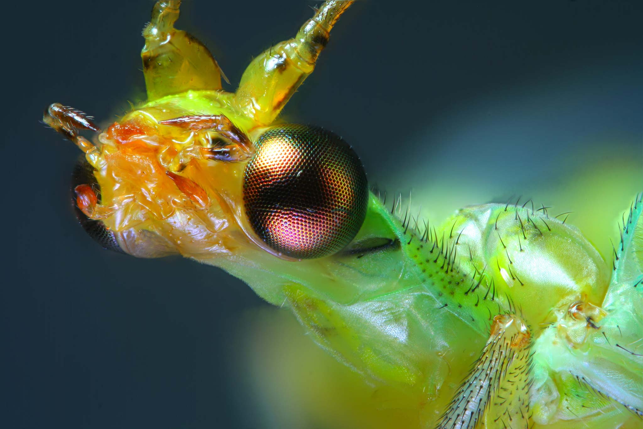 Chrysopa (lacewing) head | Nikon Small World