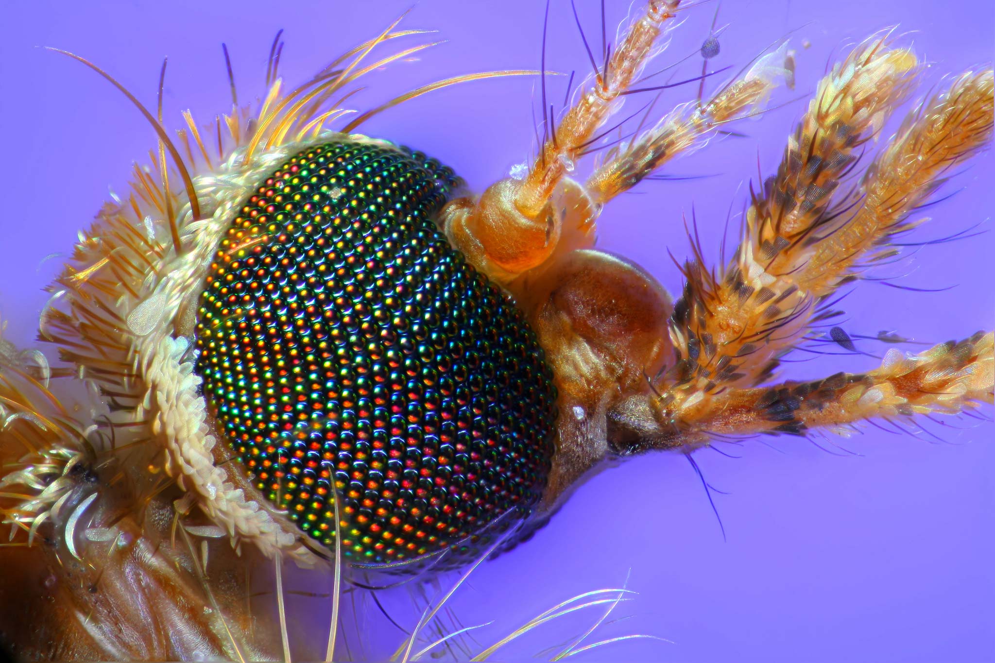 Head of a mosquito | Nikon Small World