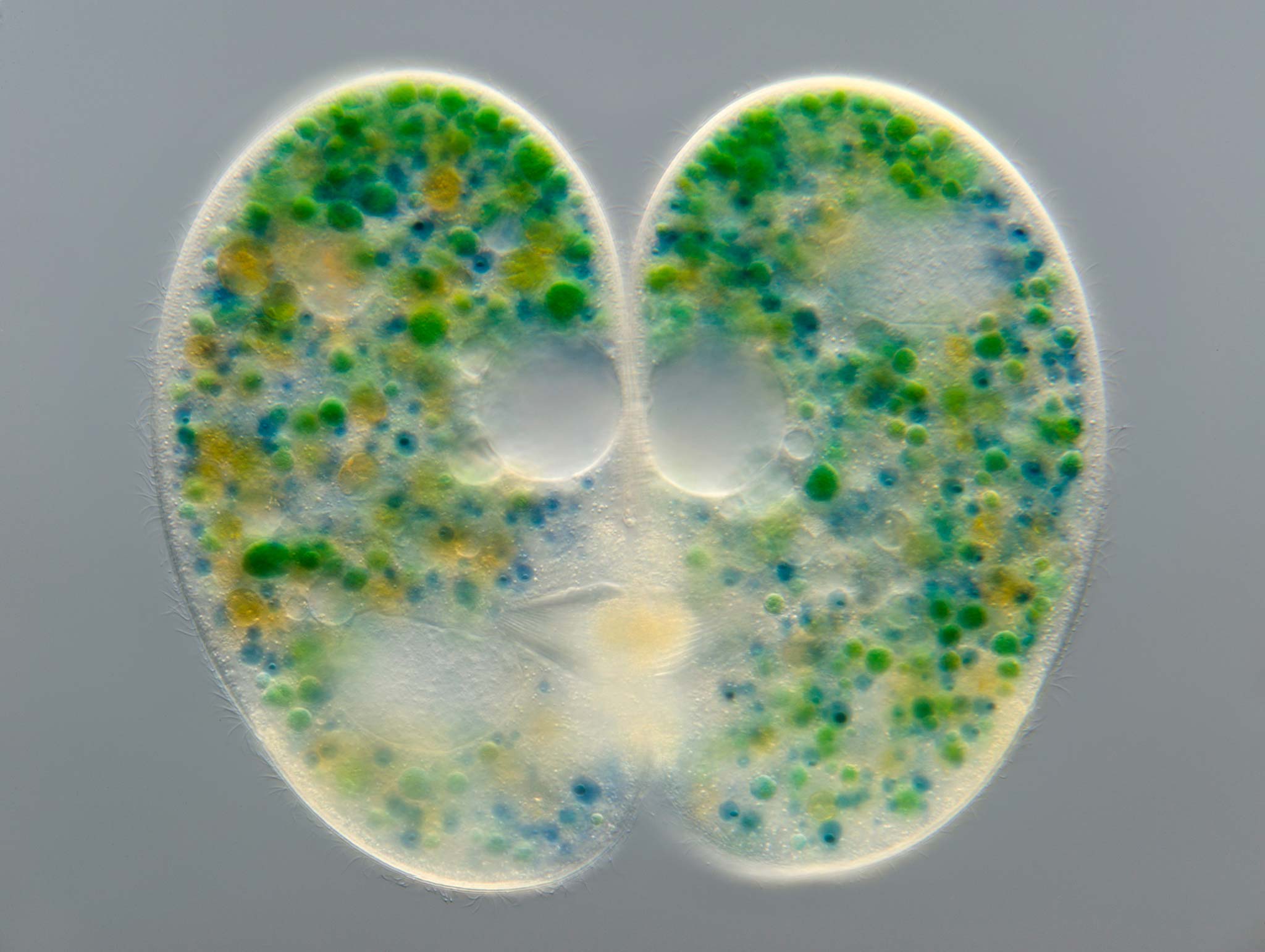 Nassula ornata, conjugating ciliates | Nikon Small World