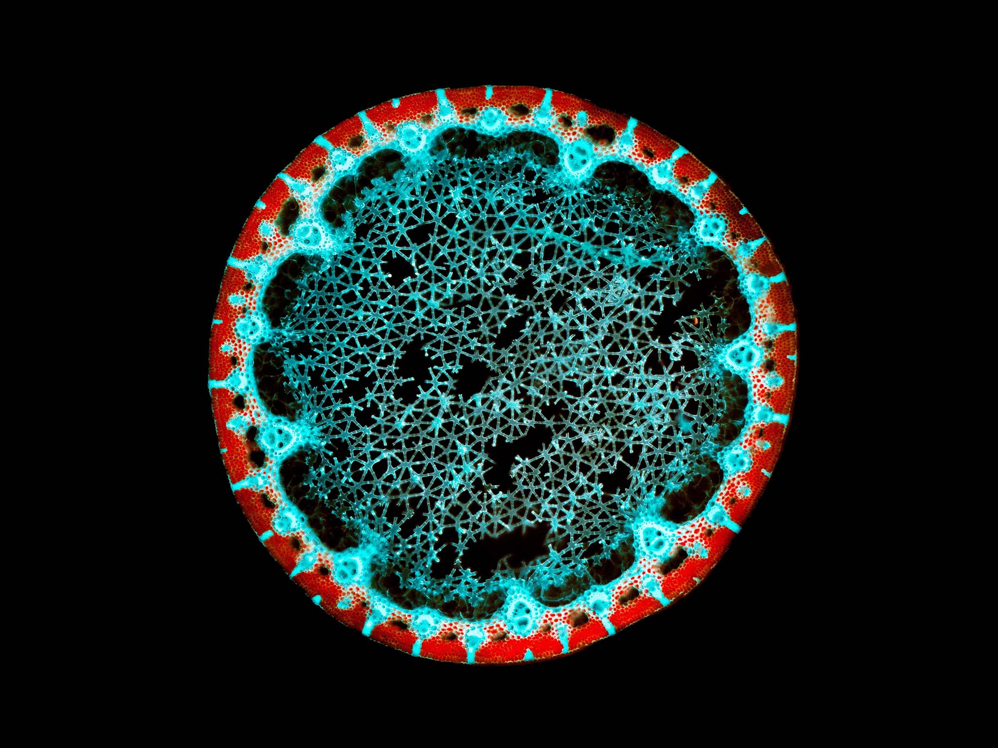 Cross section of Juncus sp. (bulrush) leaf under UV light | Nikon Small ...