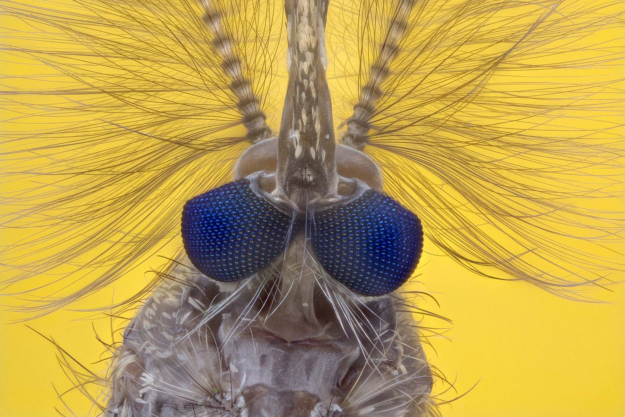 Male Culex pipiens (mosquito) | Nikon Small World