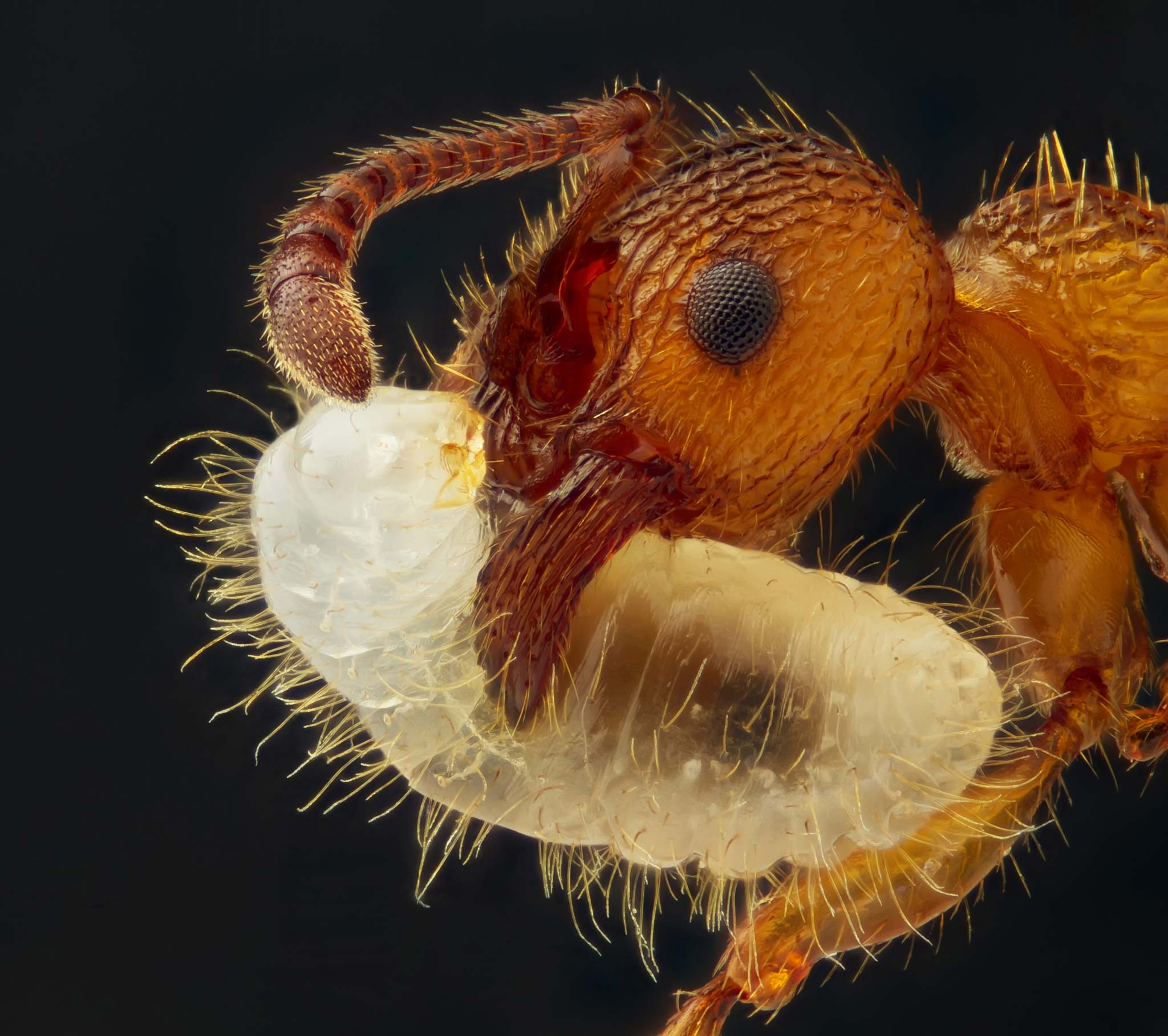 Myrmica sp. (ant) carrying its larva | Nikon Small World