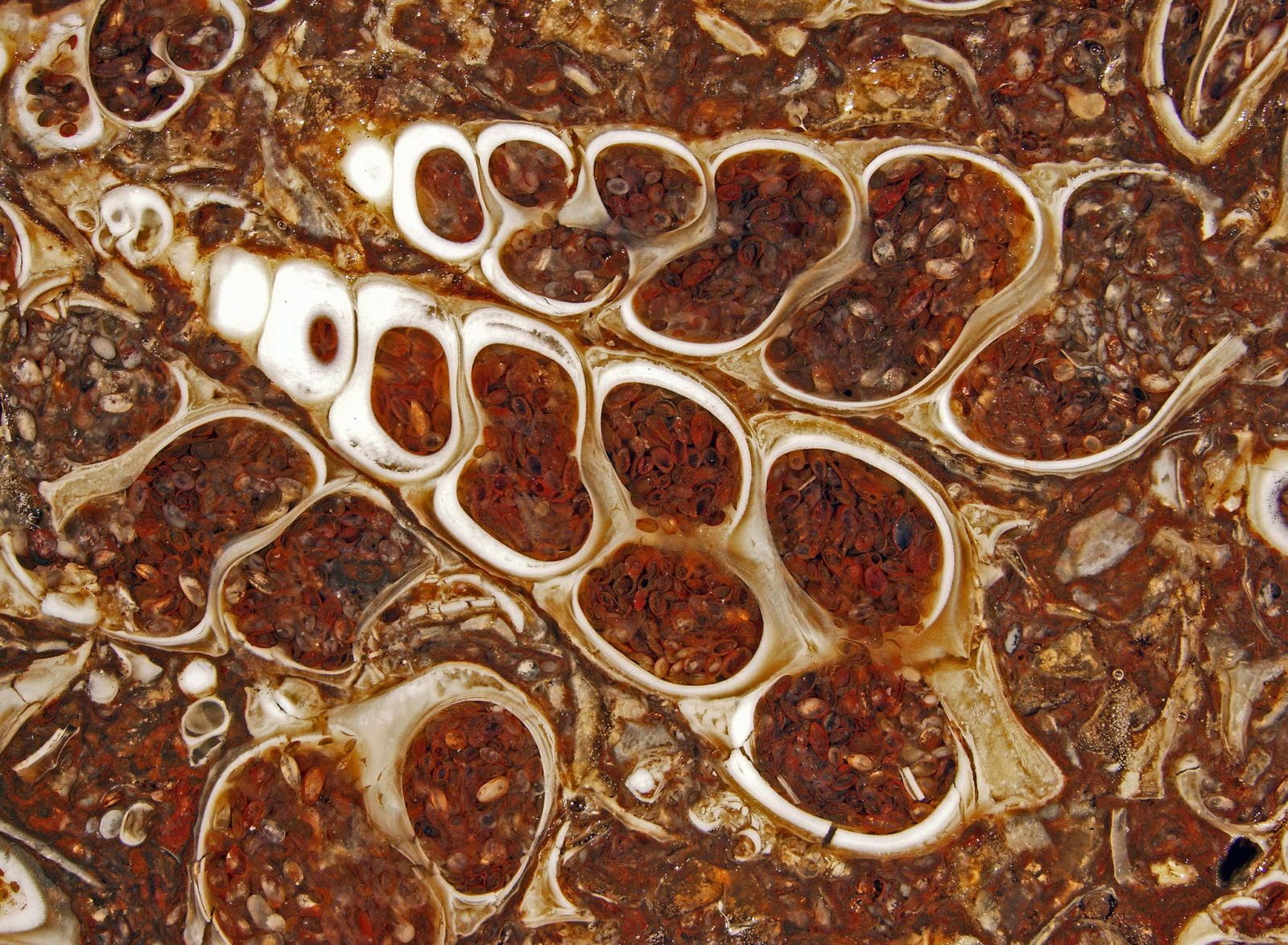 Fossilized Turitella agate containing Elimia tenera | Nikon Small World