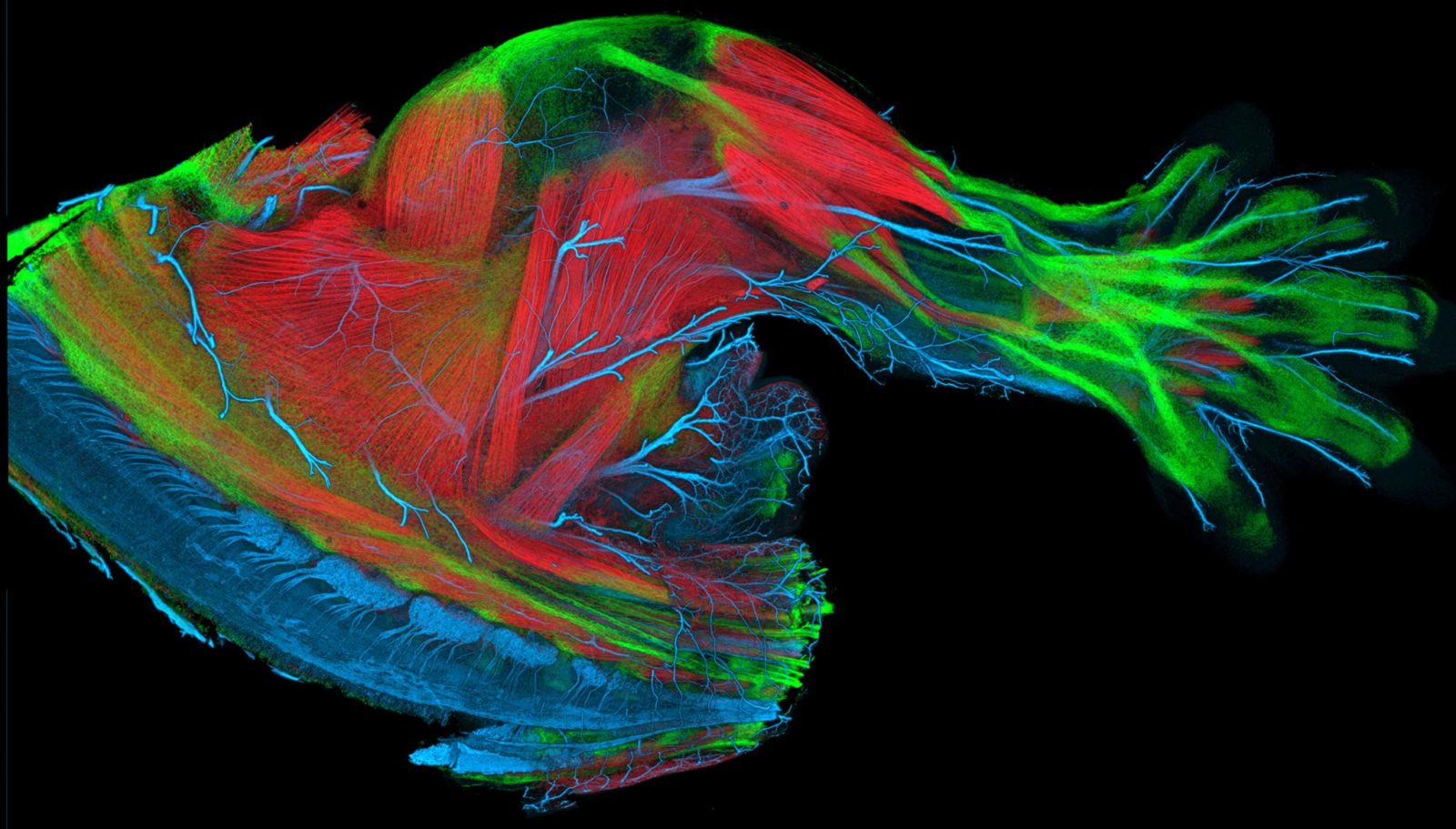 Panorama of a microscopic mouse limb | Nikon Small World