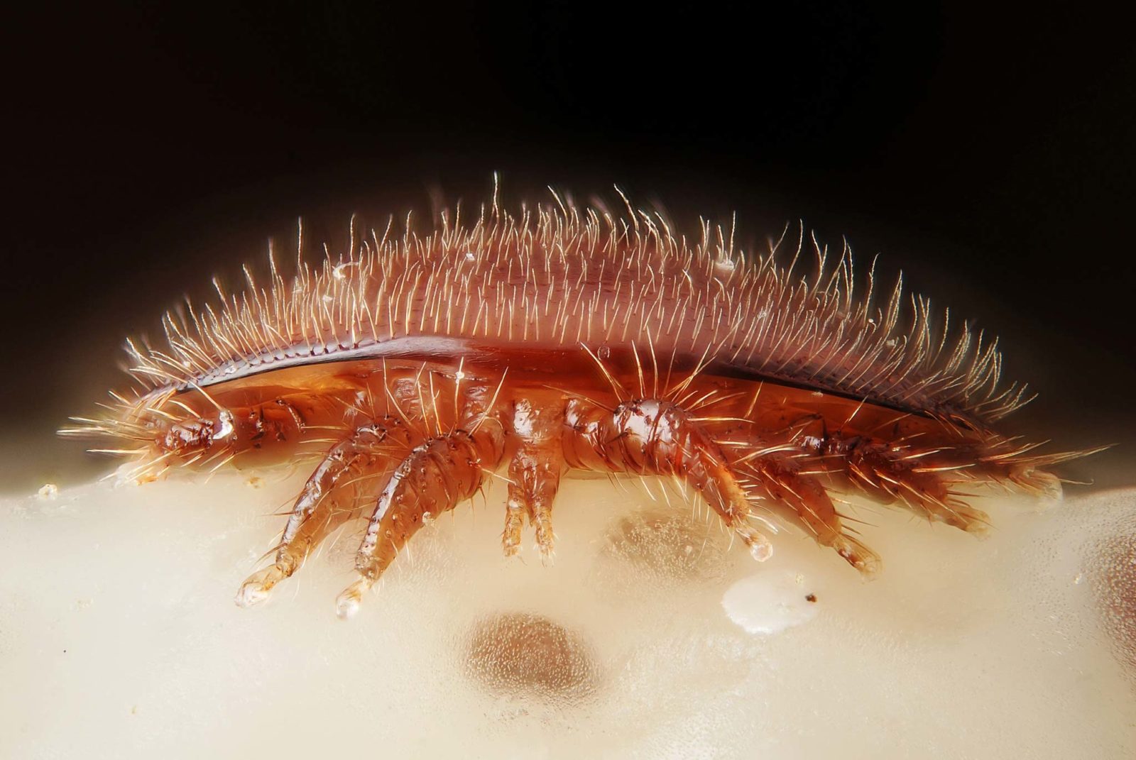 Female of Varroa destructor (parasitic mite that attacks the honey bees ...