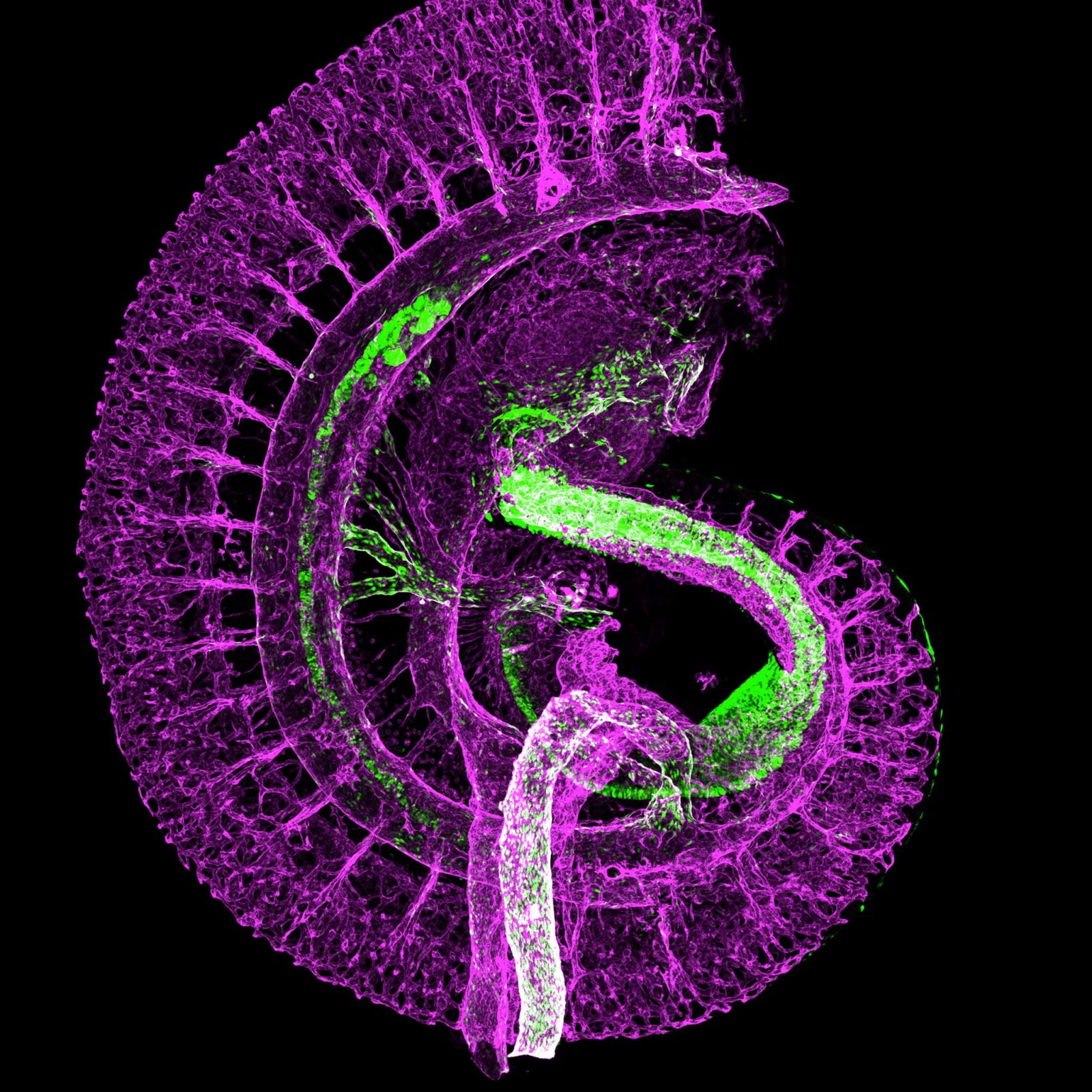 Transgenic (Ly6a-GFP) mouse embryo | Nikon Small World