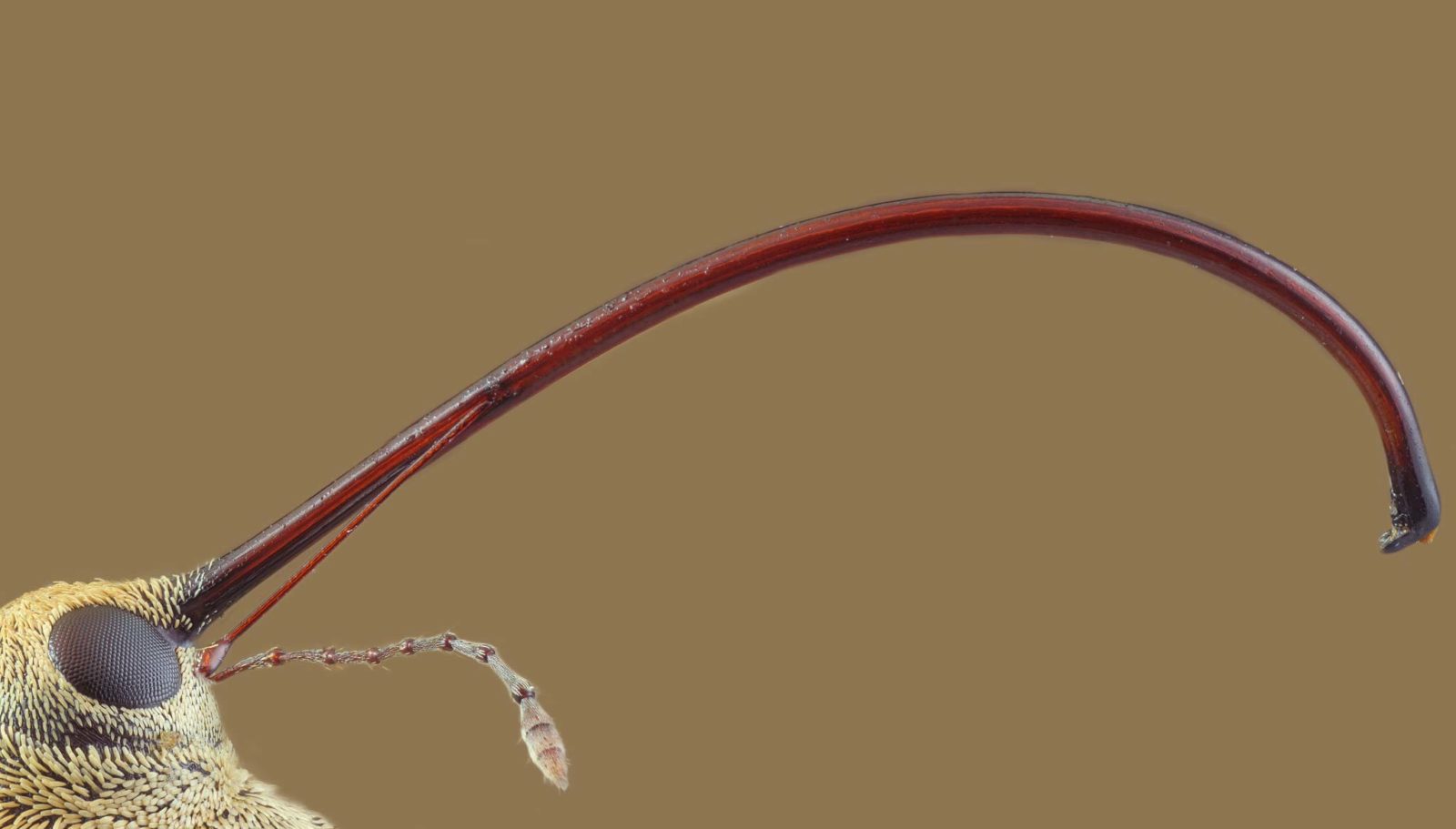 Weevil, with a extremely long snout | Nikon Small World