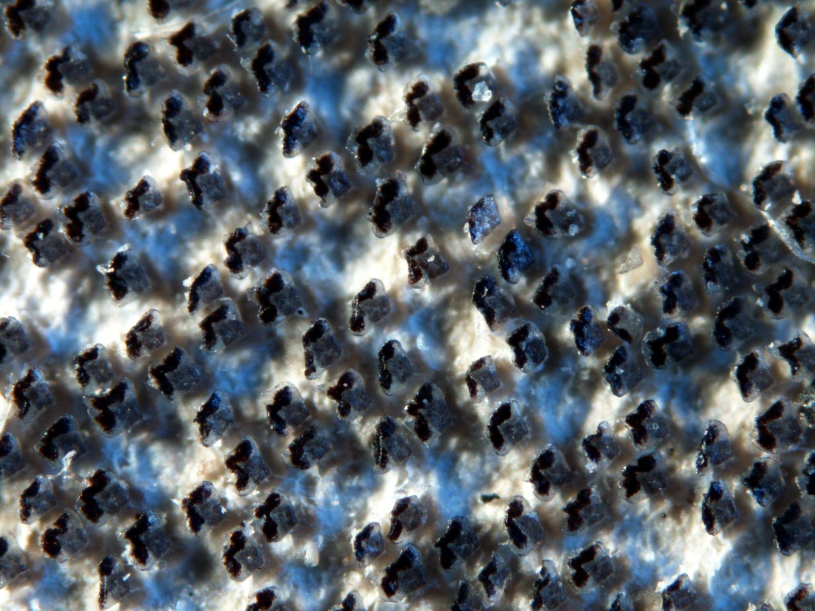 Surface of shark tanned skin (chromium compound was used for tanning ...