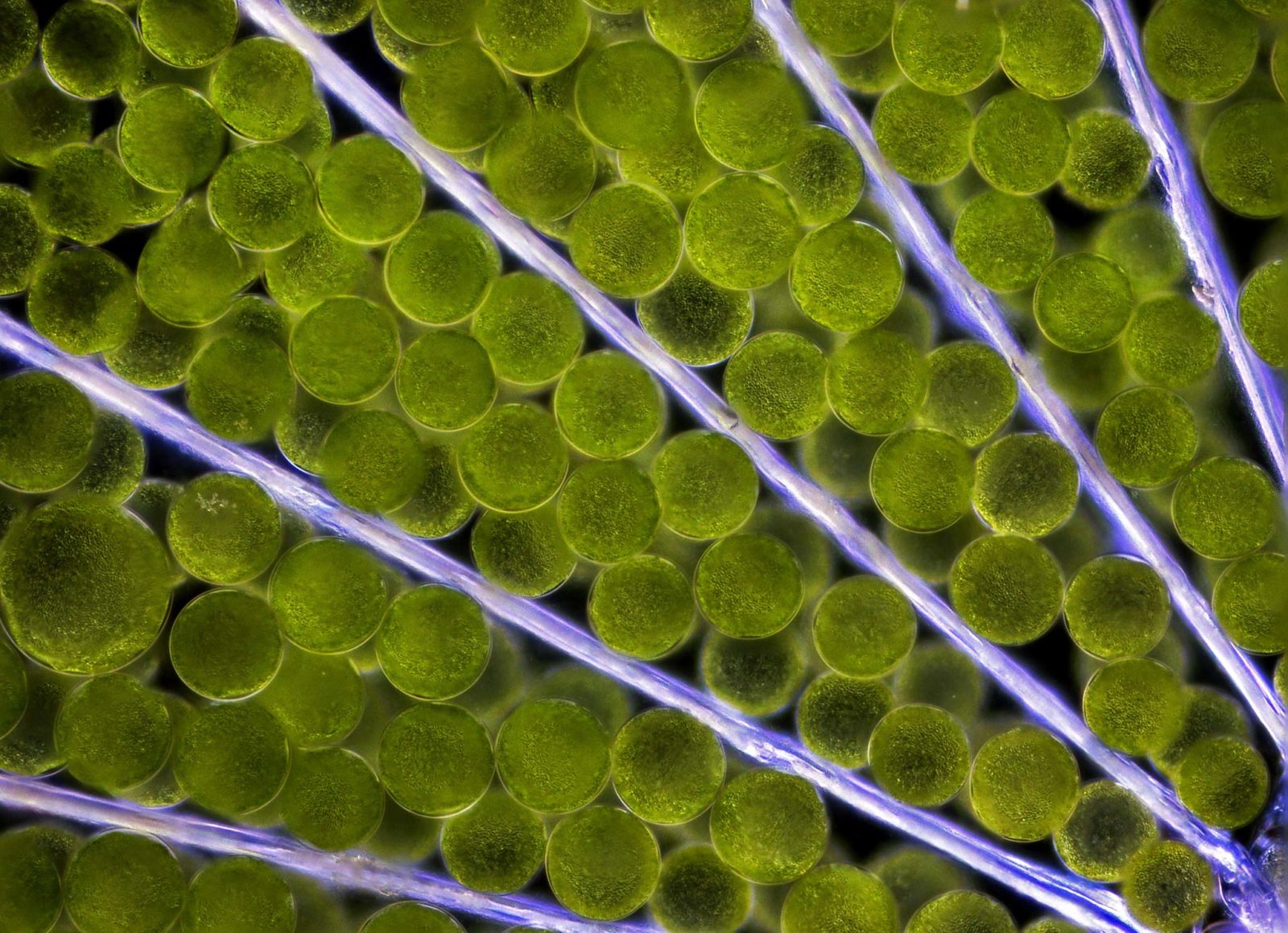The seaweed Acetabularia calyculus, showing reproductive structures ...