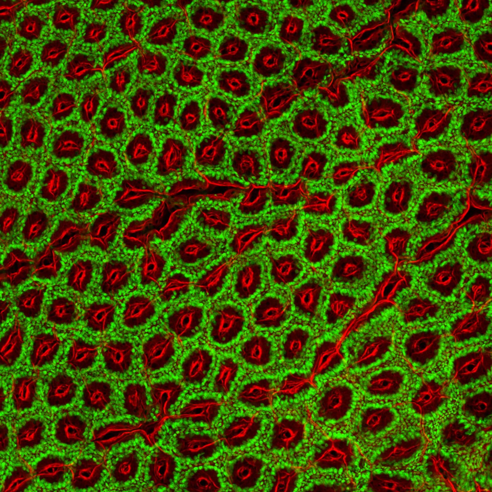 The surface of mouse colon | Nikon Small World