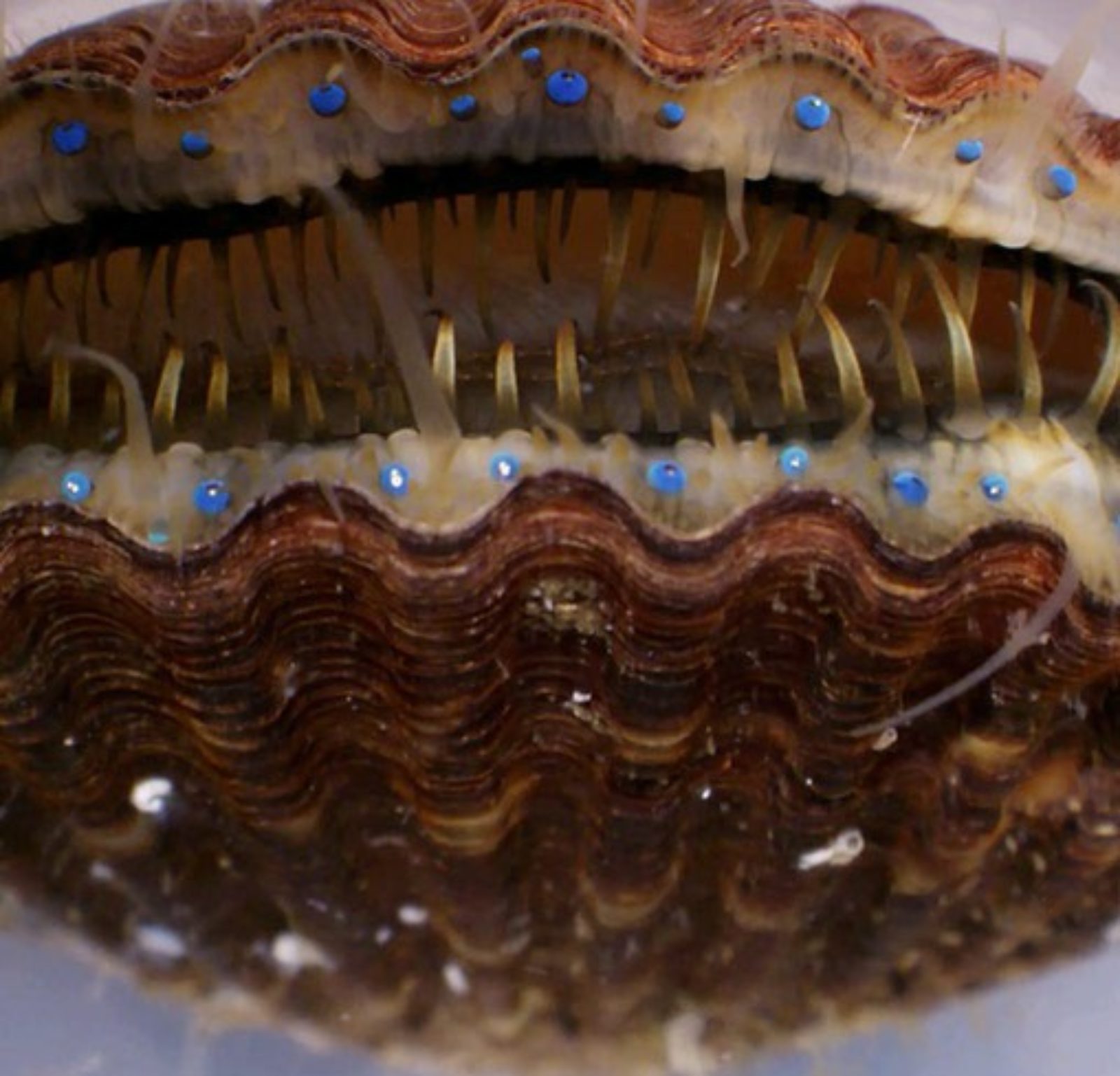 Broodstock Bay Scallop Argopecten irradians opening up to take a look ...