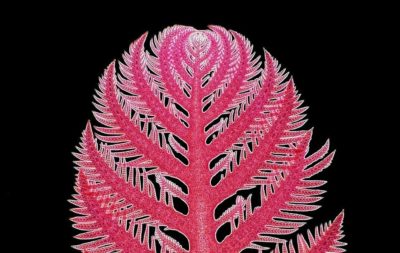 Ptilota (red algae) | Nikon Small World