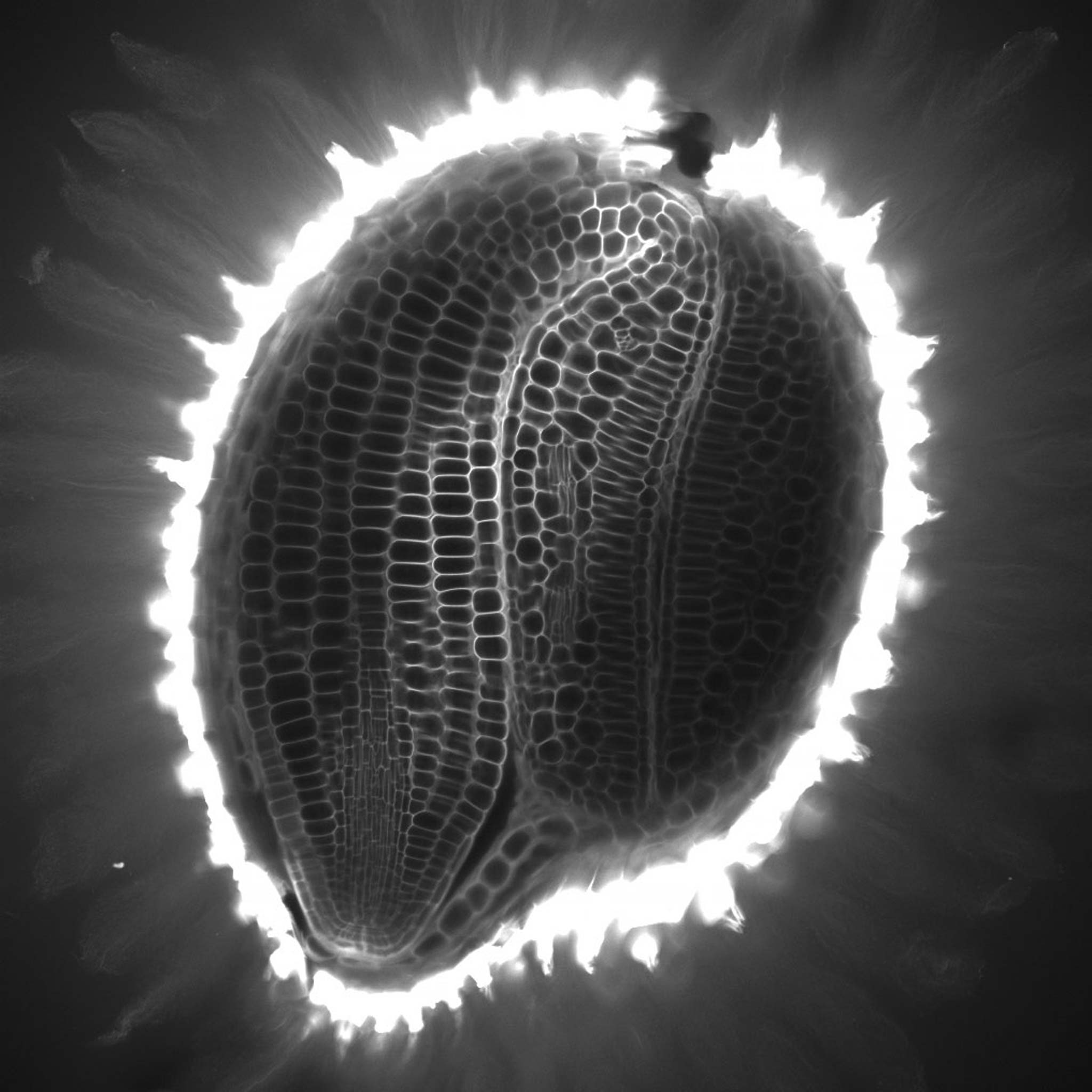 Arabidopsis thaliana embryo within its seed coat | Nikon Small World