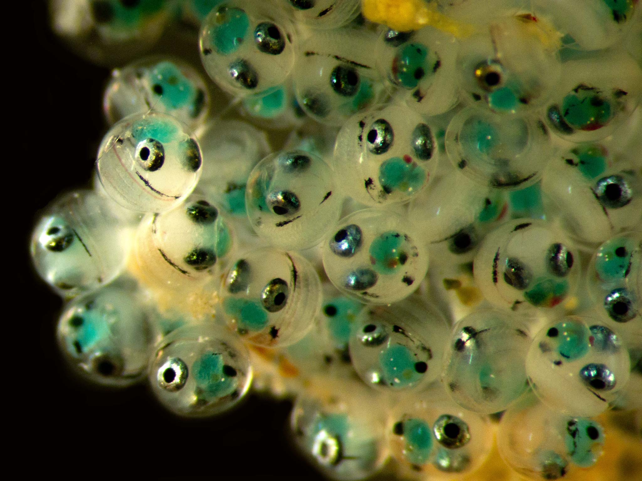 Benthic fish egg cluster | Nikon Small World