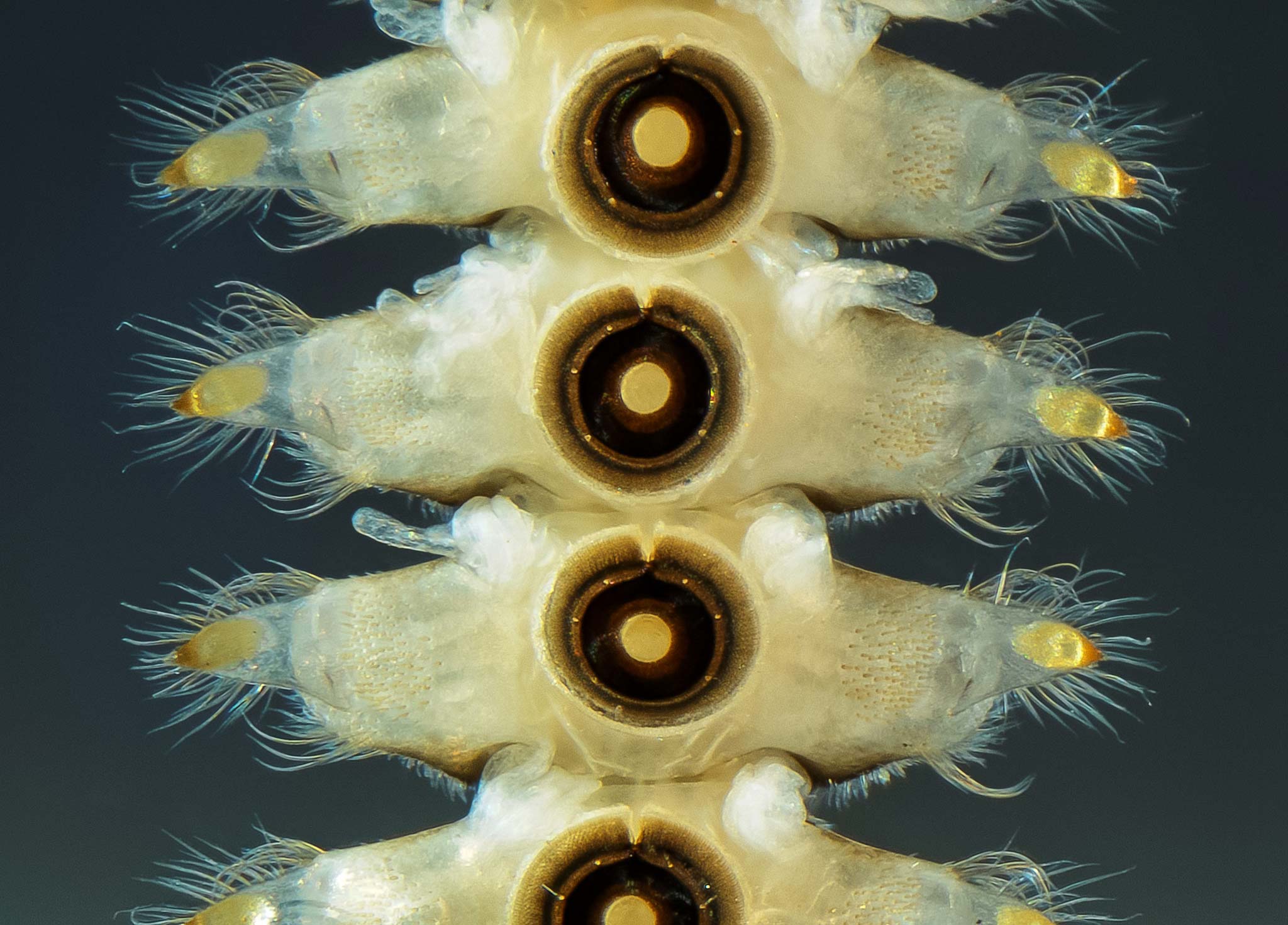 Abdominal segments of Diptera Blephariceridae larvae | Nikon Small World
