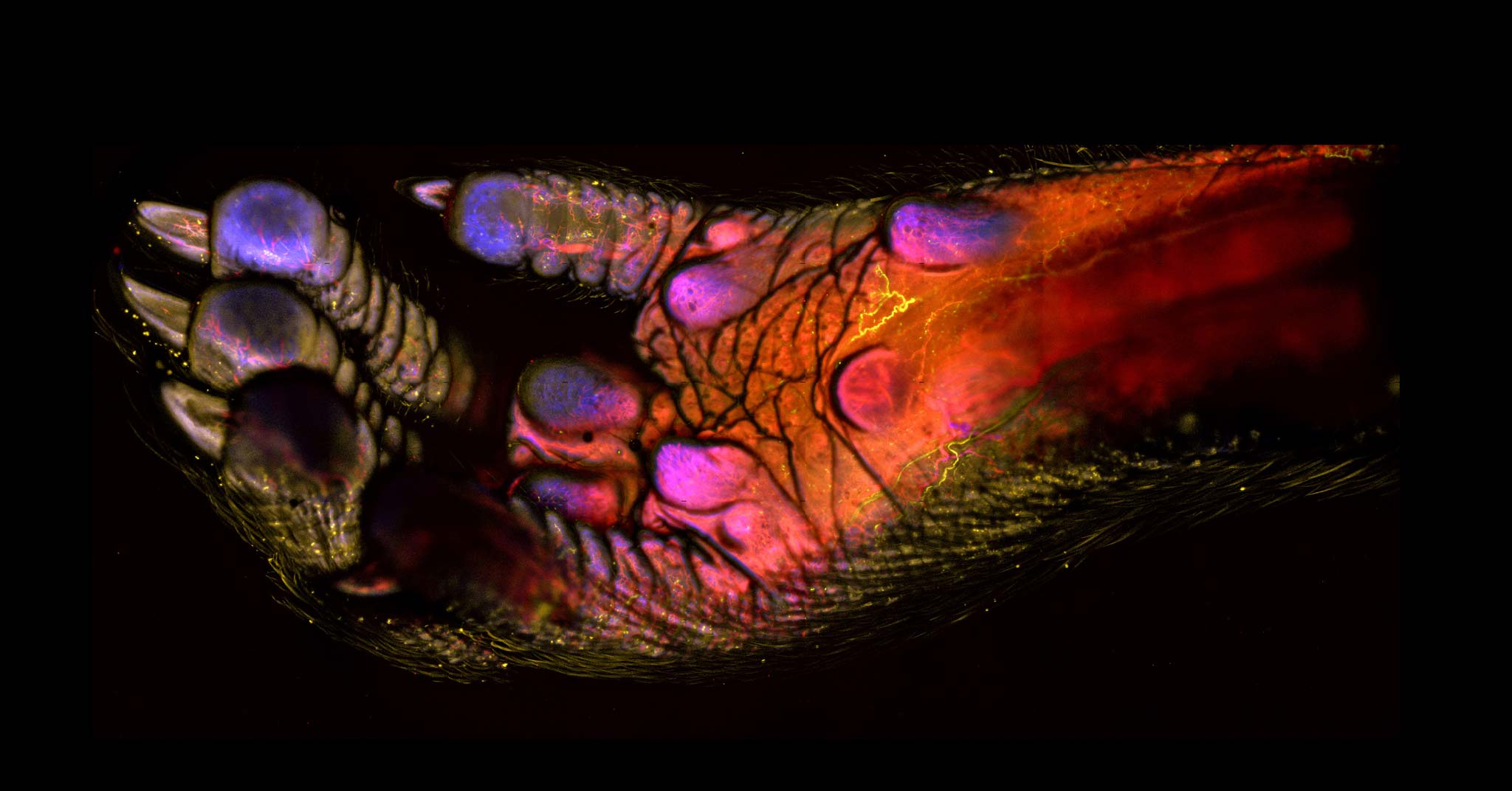 Adult mouse foot showing blood vessels, immune cells and soft tissues ...