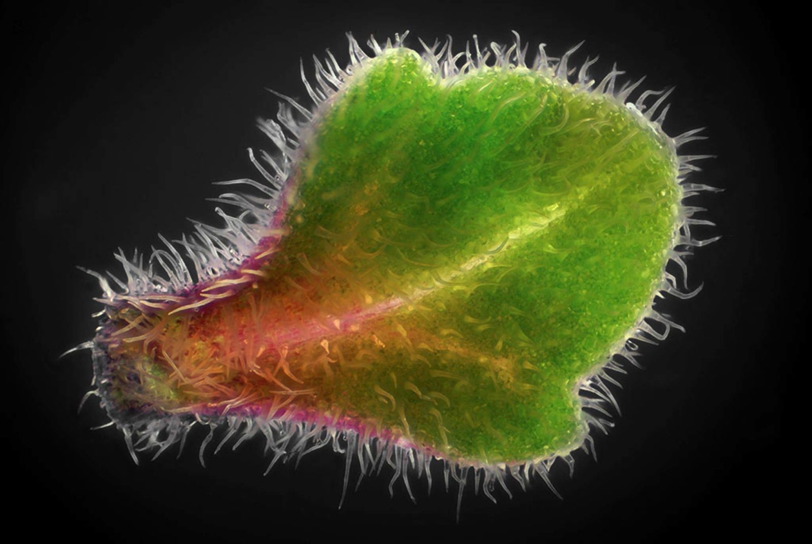 Nepeta cataria (catnip) | Nikon Small World